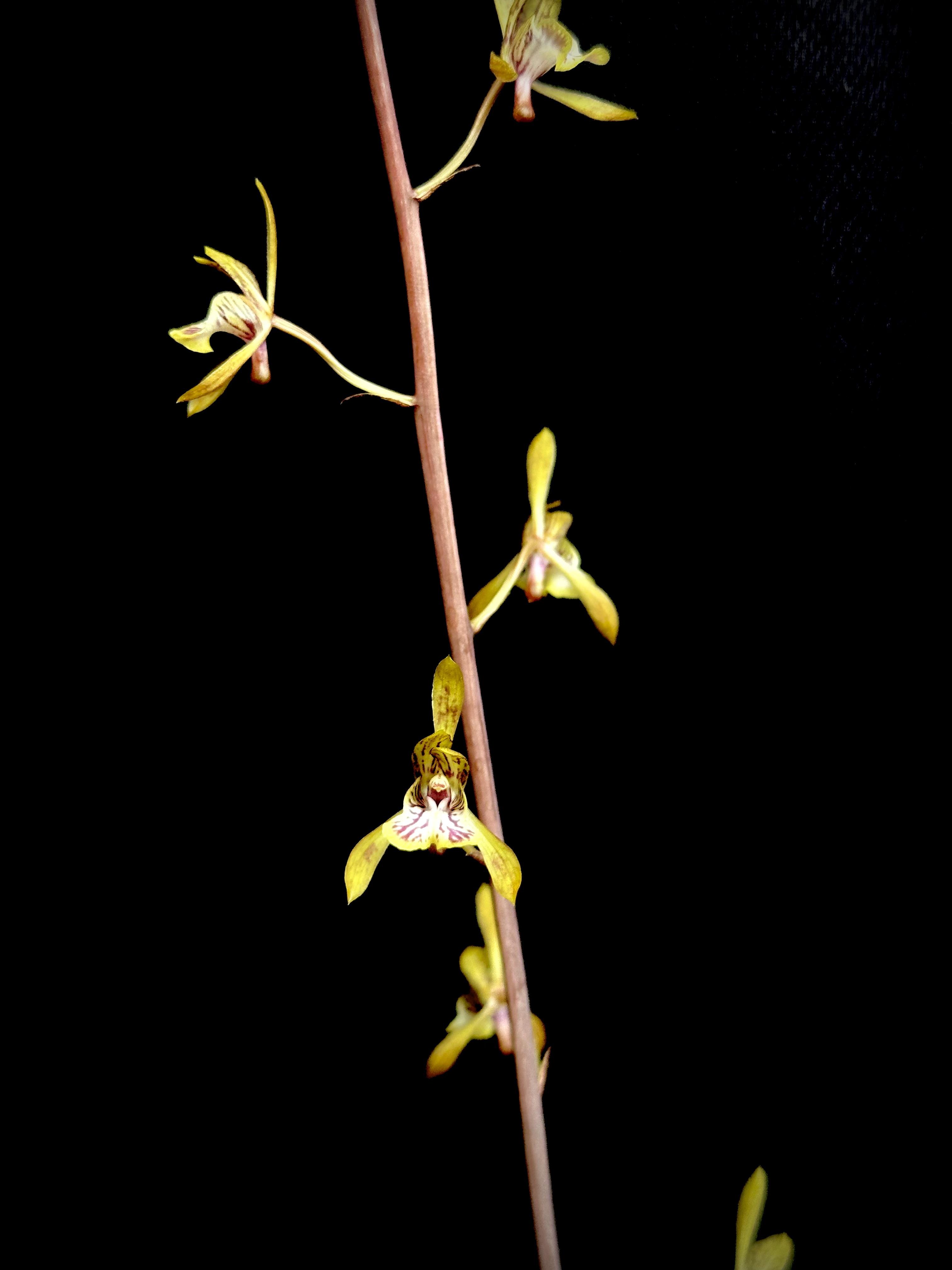 Exciting blooms from my Oeceoclades | Scrolller