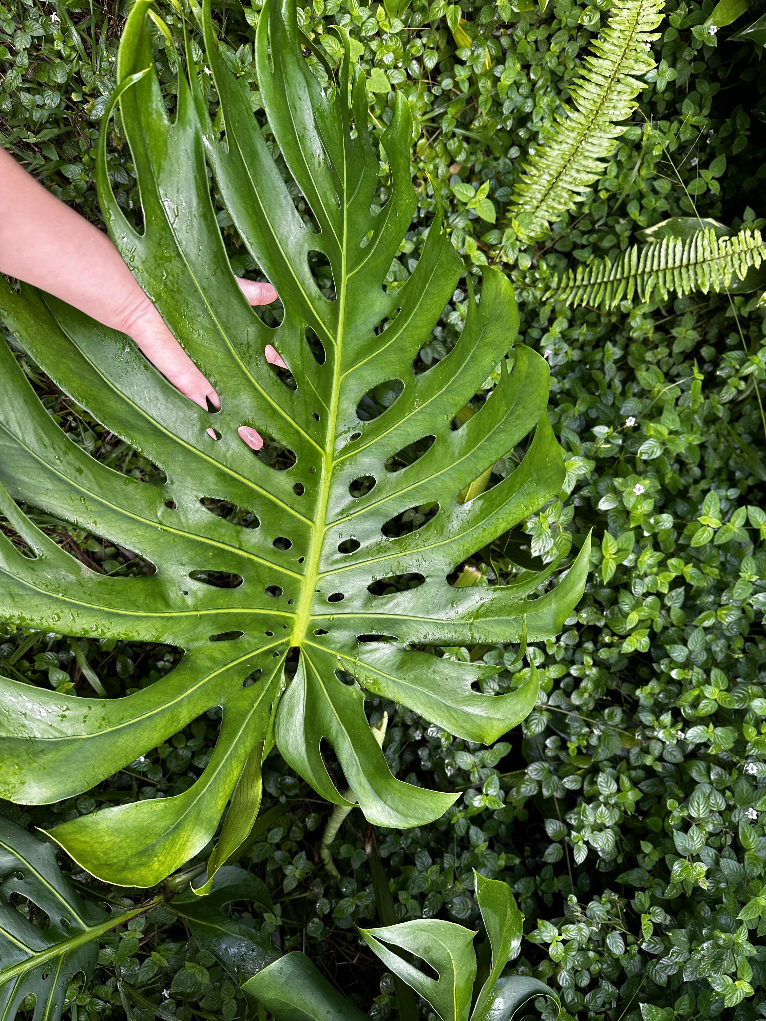Monsteras in the wild- Maui | Scrolller