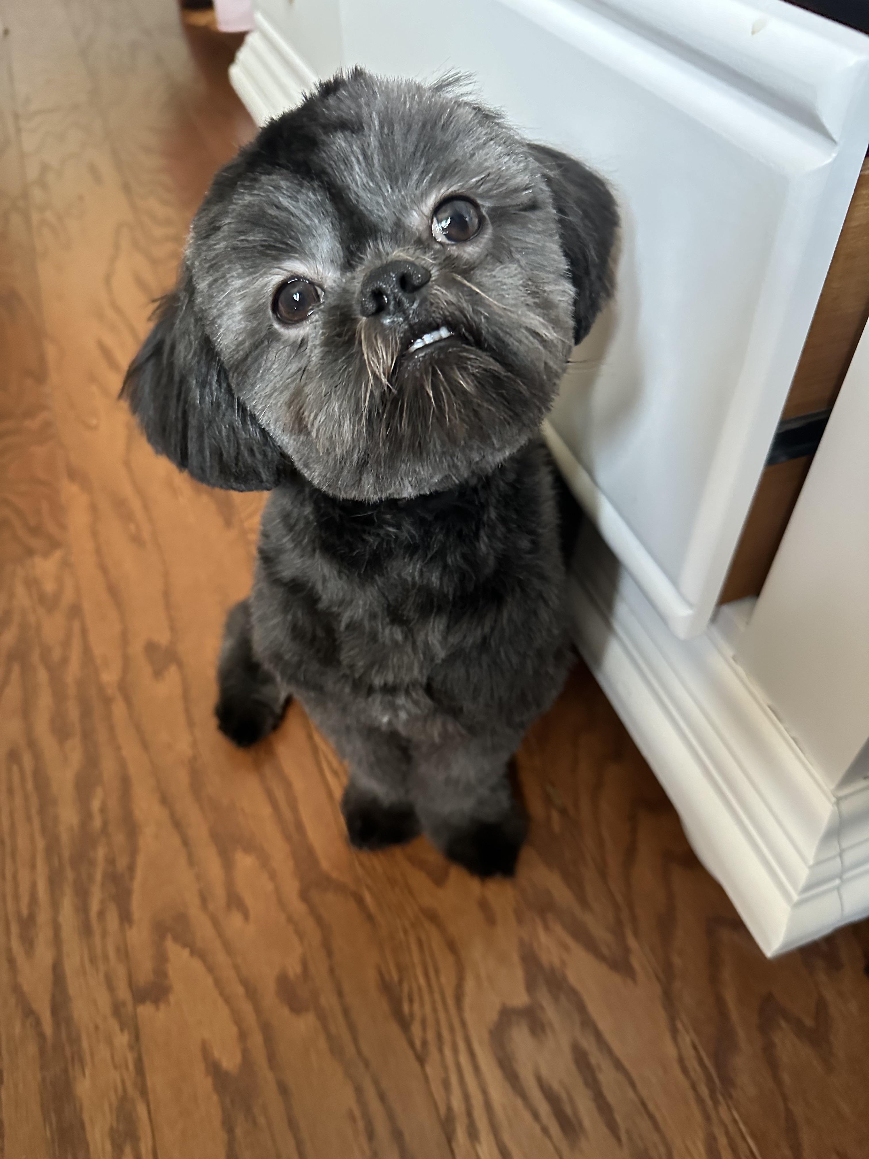 Grooming before & after 🖤 | Scrolller