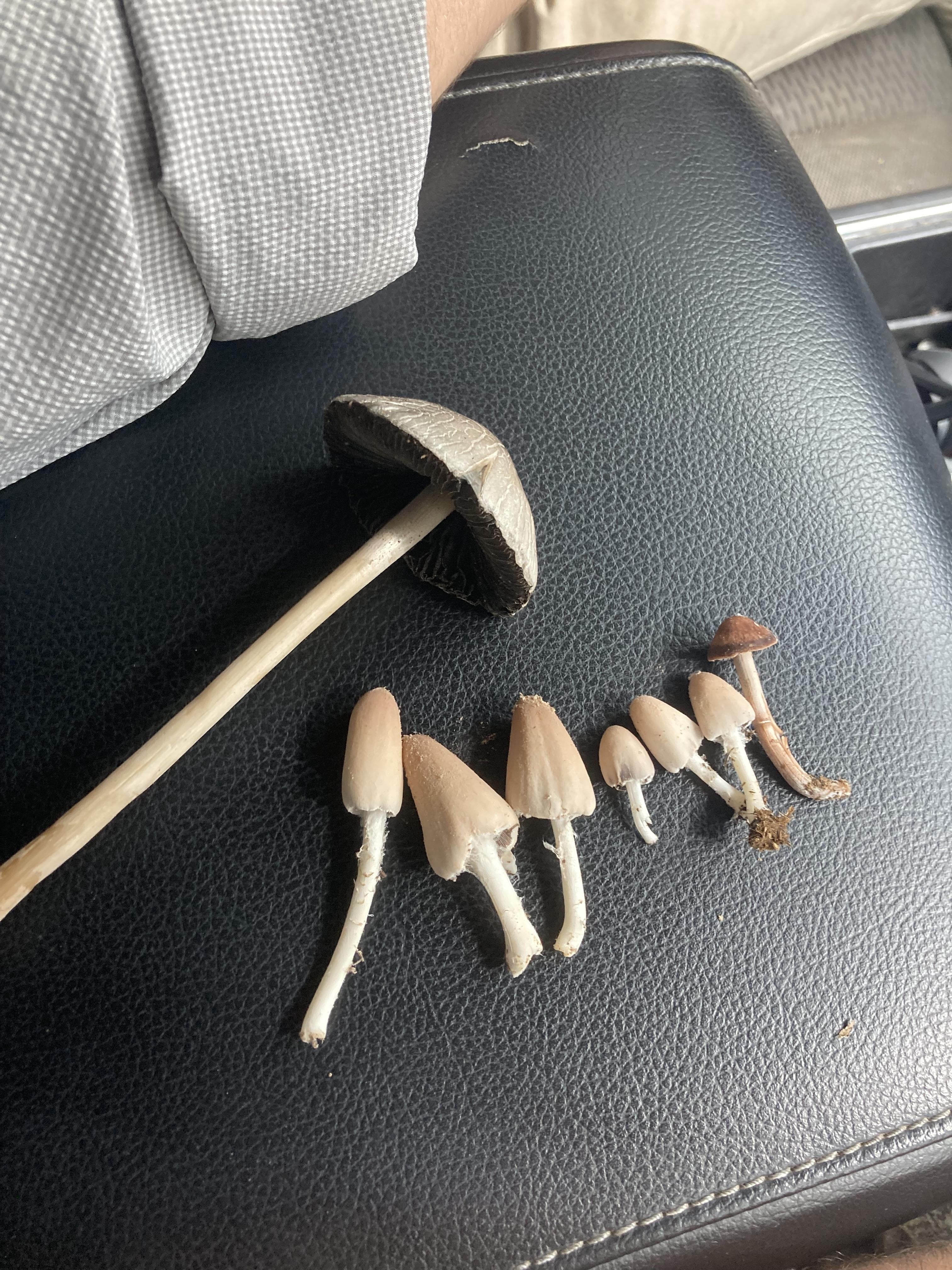 Are these magic | Scrolller