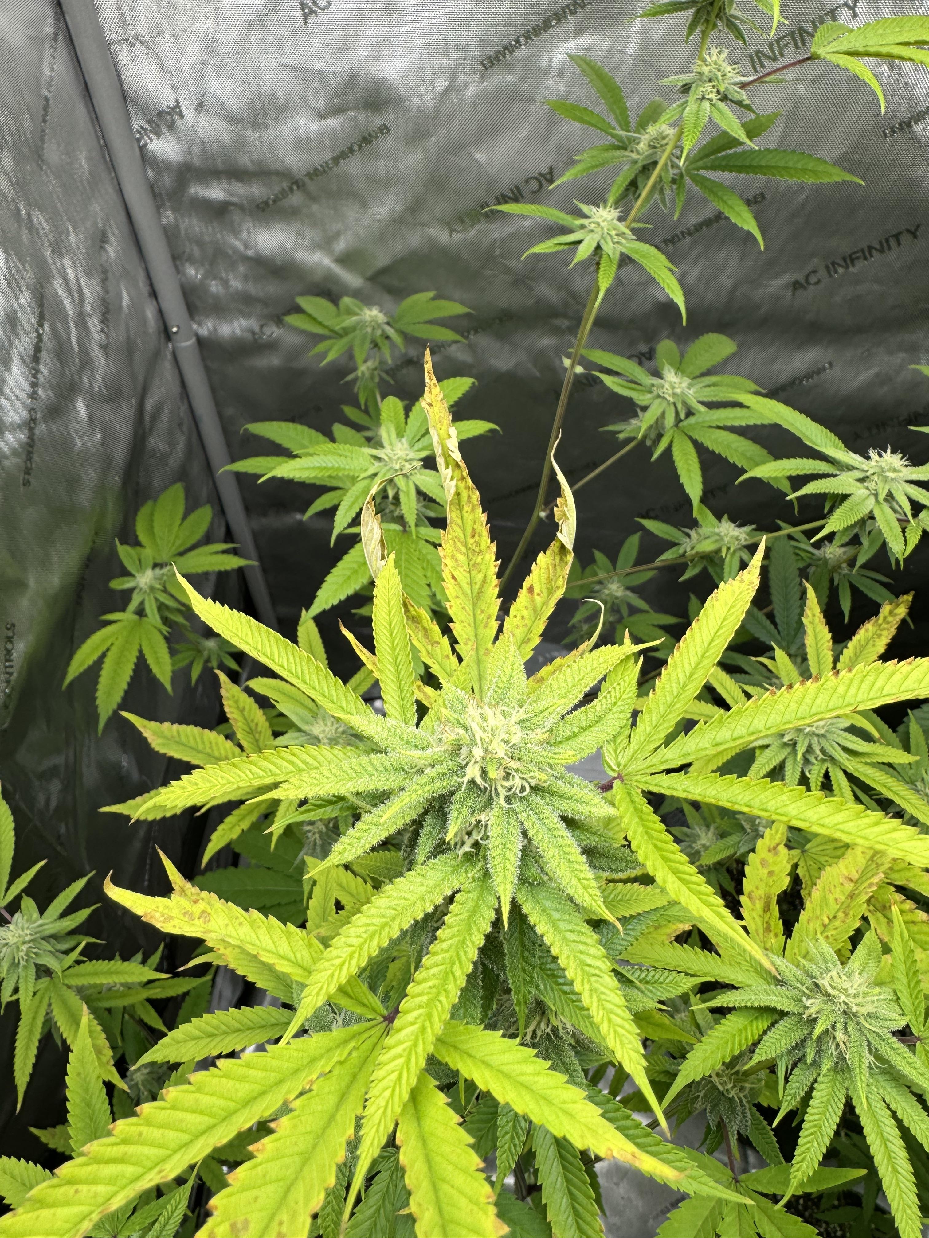 Help Dry Fan Leaves Scrolller