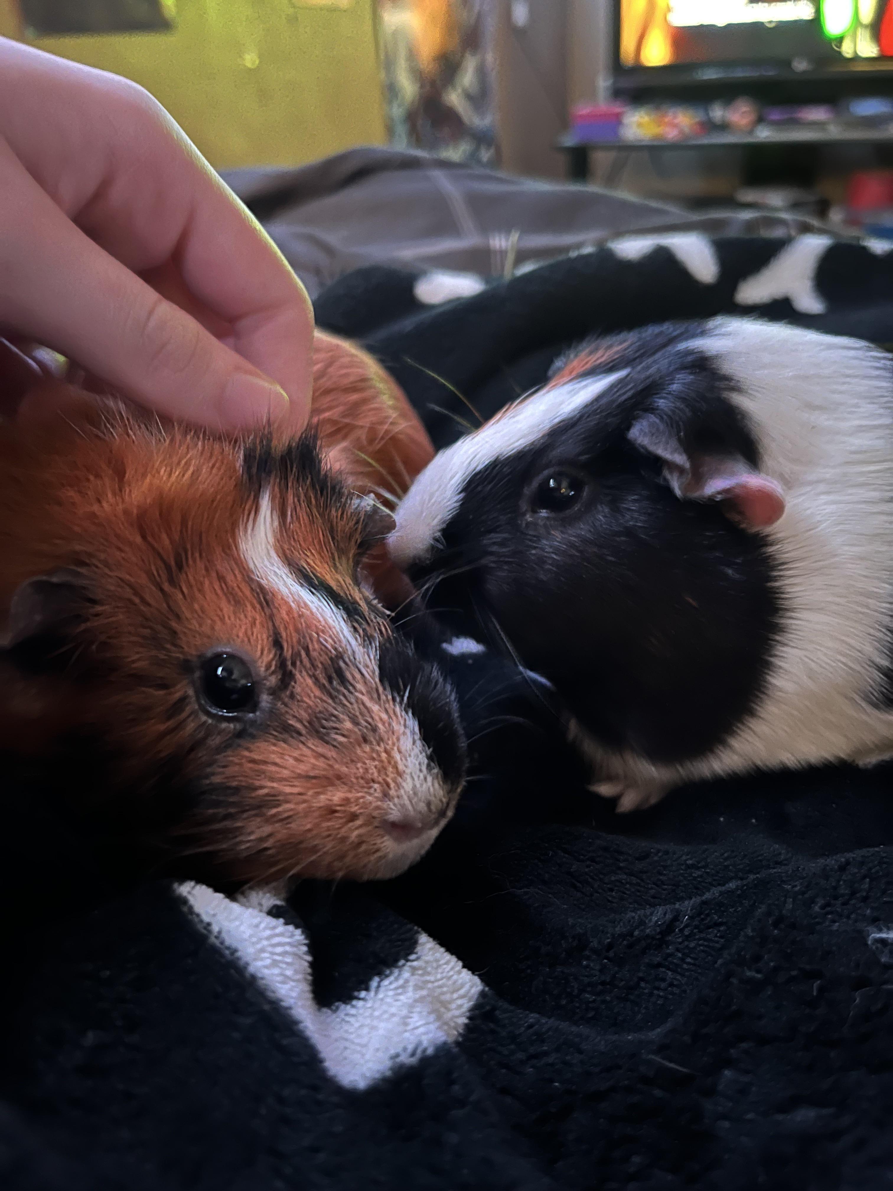 Peanut and Anathema | Scrolller