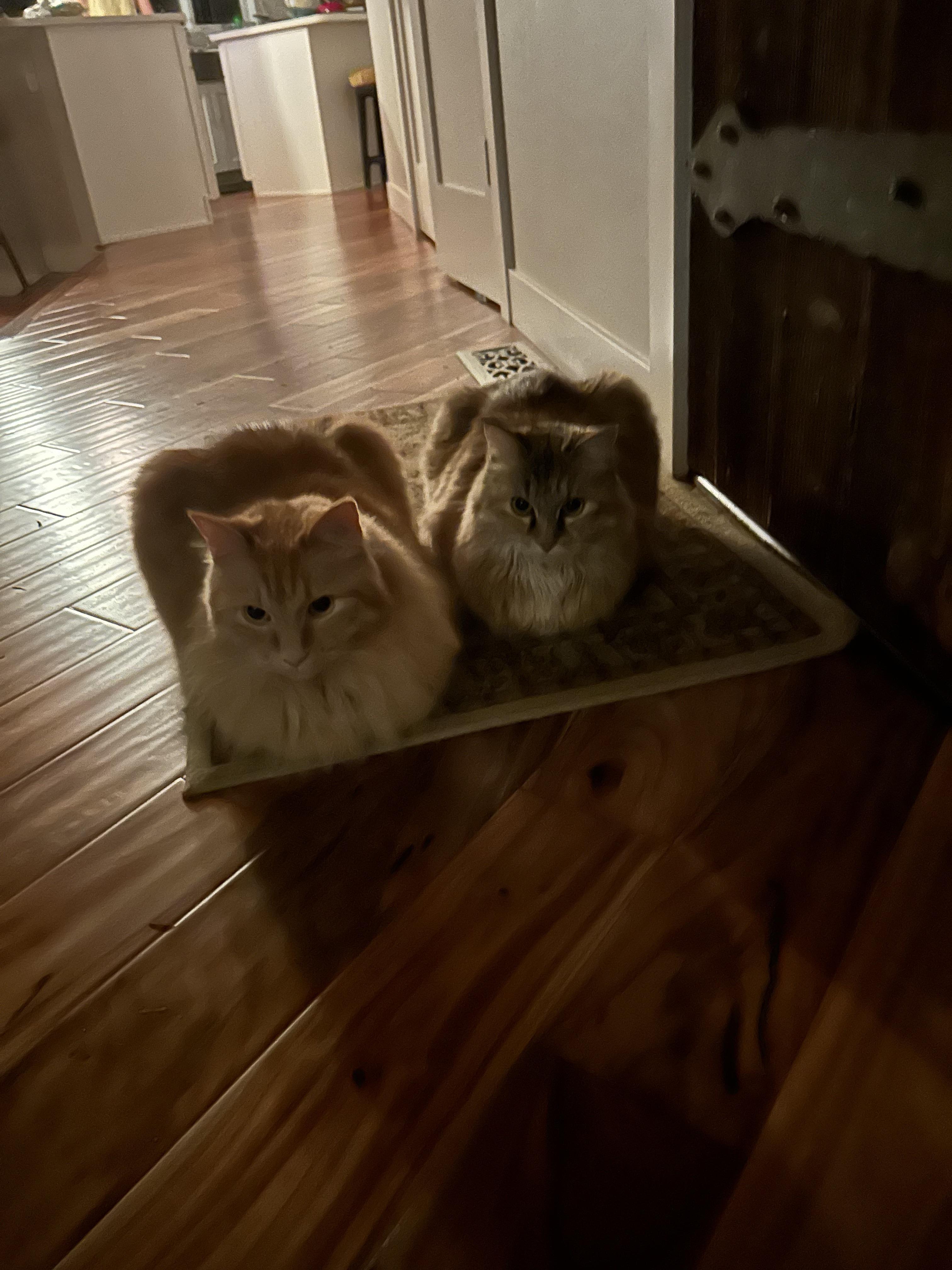 Discover more like Catloaf: Double loaf and Related Content | Scrolller