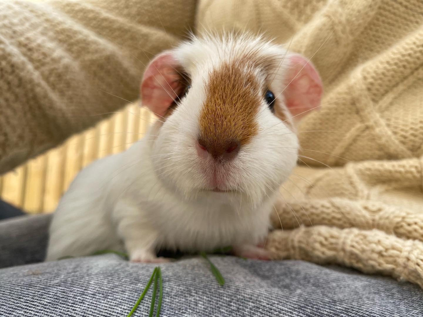 Meet Maple, Minnie, Pi and Eggnog! | Scrolller