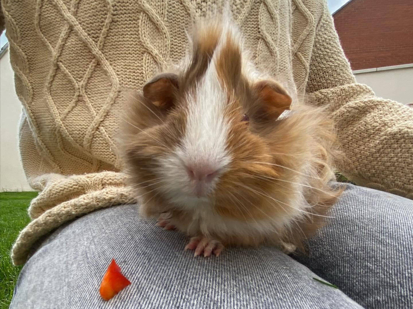 Meet Maple, Minnie, Pi and Eggnog! | Scrolller