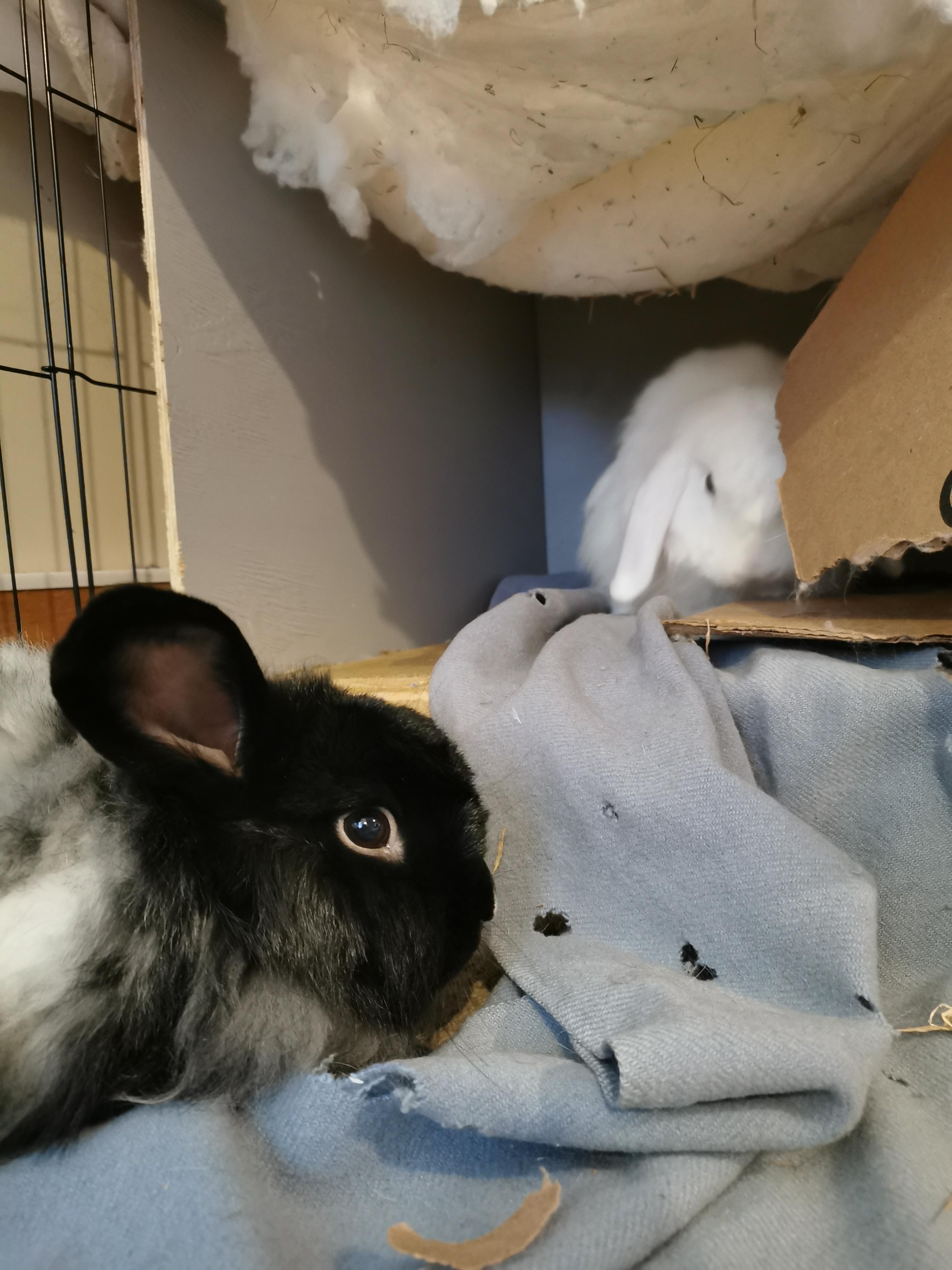 Old tote bag + 3d printer = new bunny feeder | Scrolller