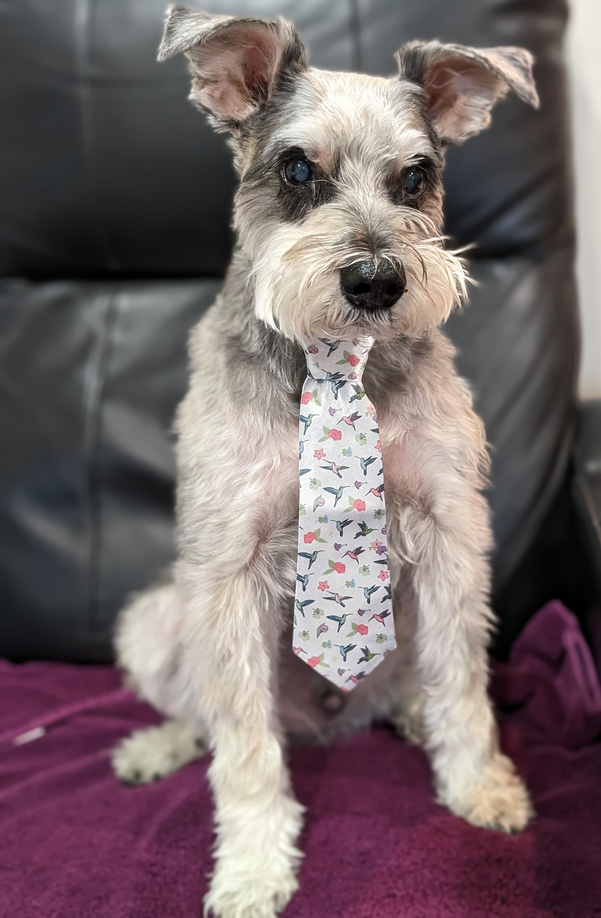 Tucker showing off his spiffy new haircut and snappy new tie! | Scrolller