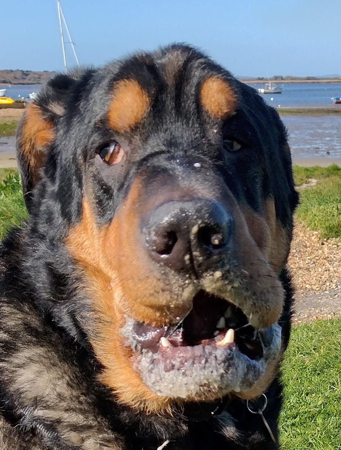 Crazy foam beast | Scrolller