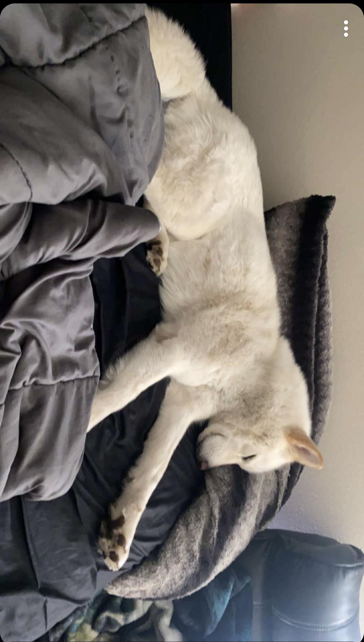 Best tick prevention you guys have used | Scrolller