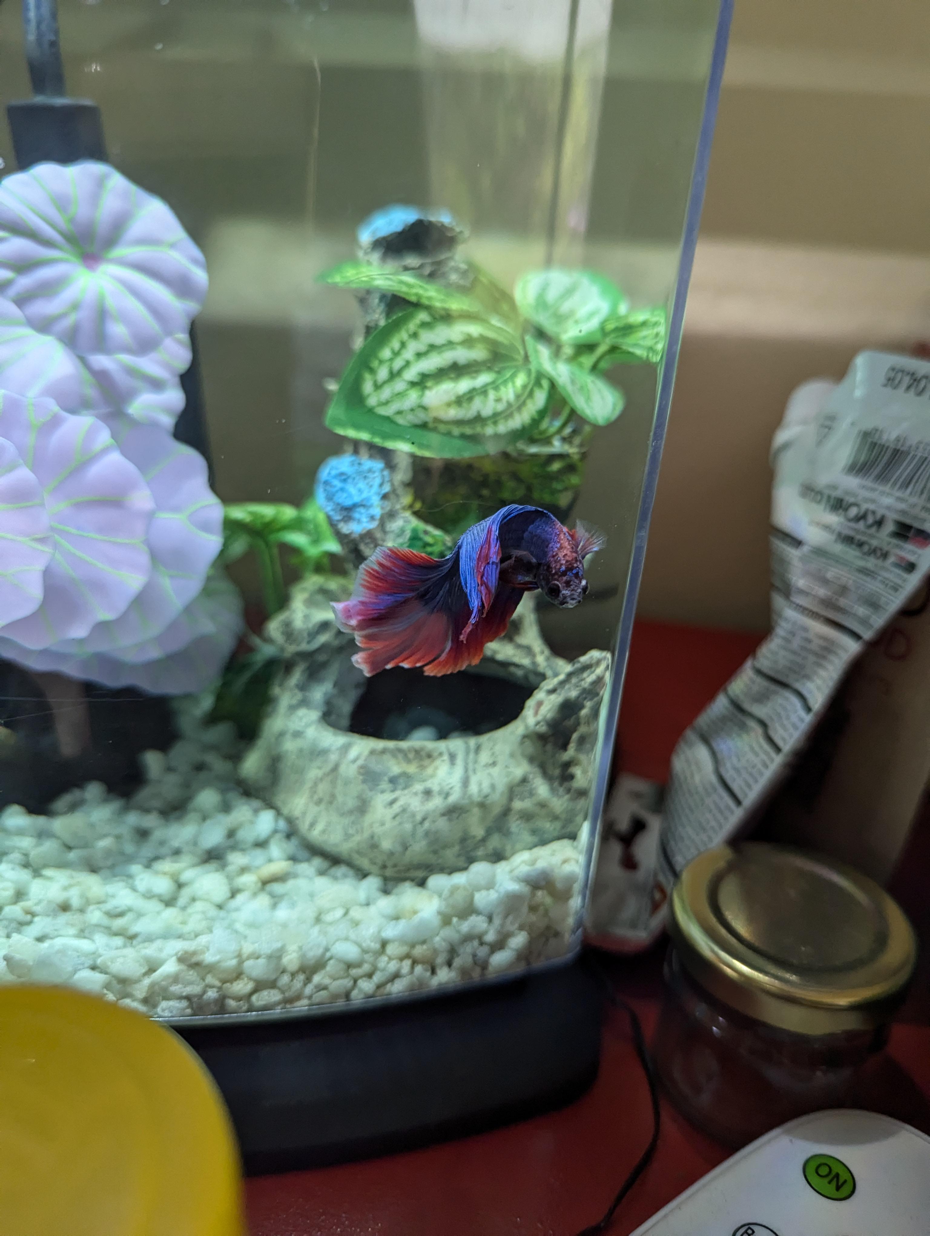 New betta with swim bladder issue | Scrolller