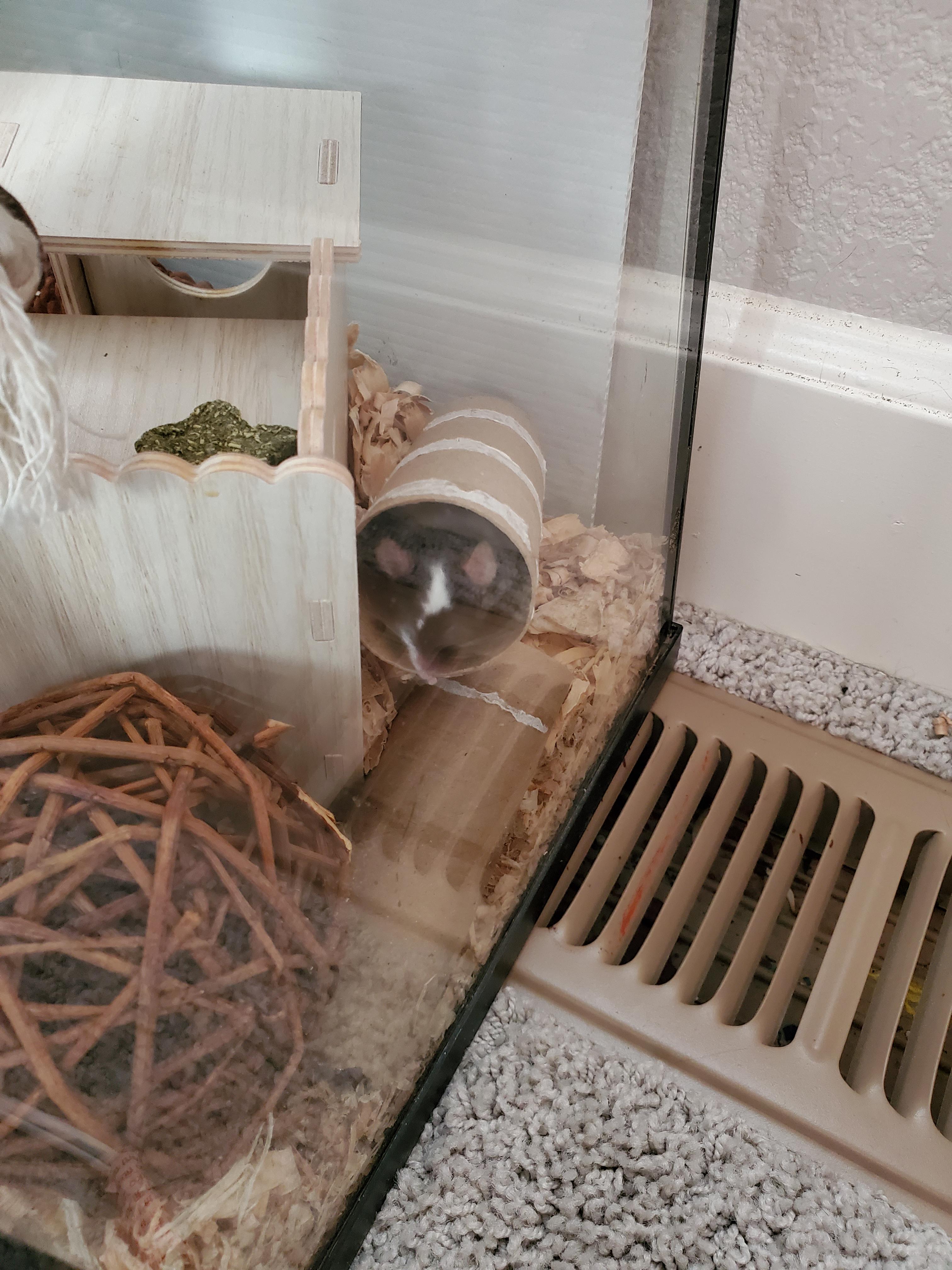 Little Chip loves his tubes | Scrolller