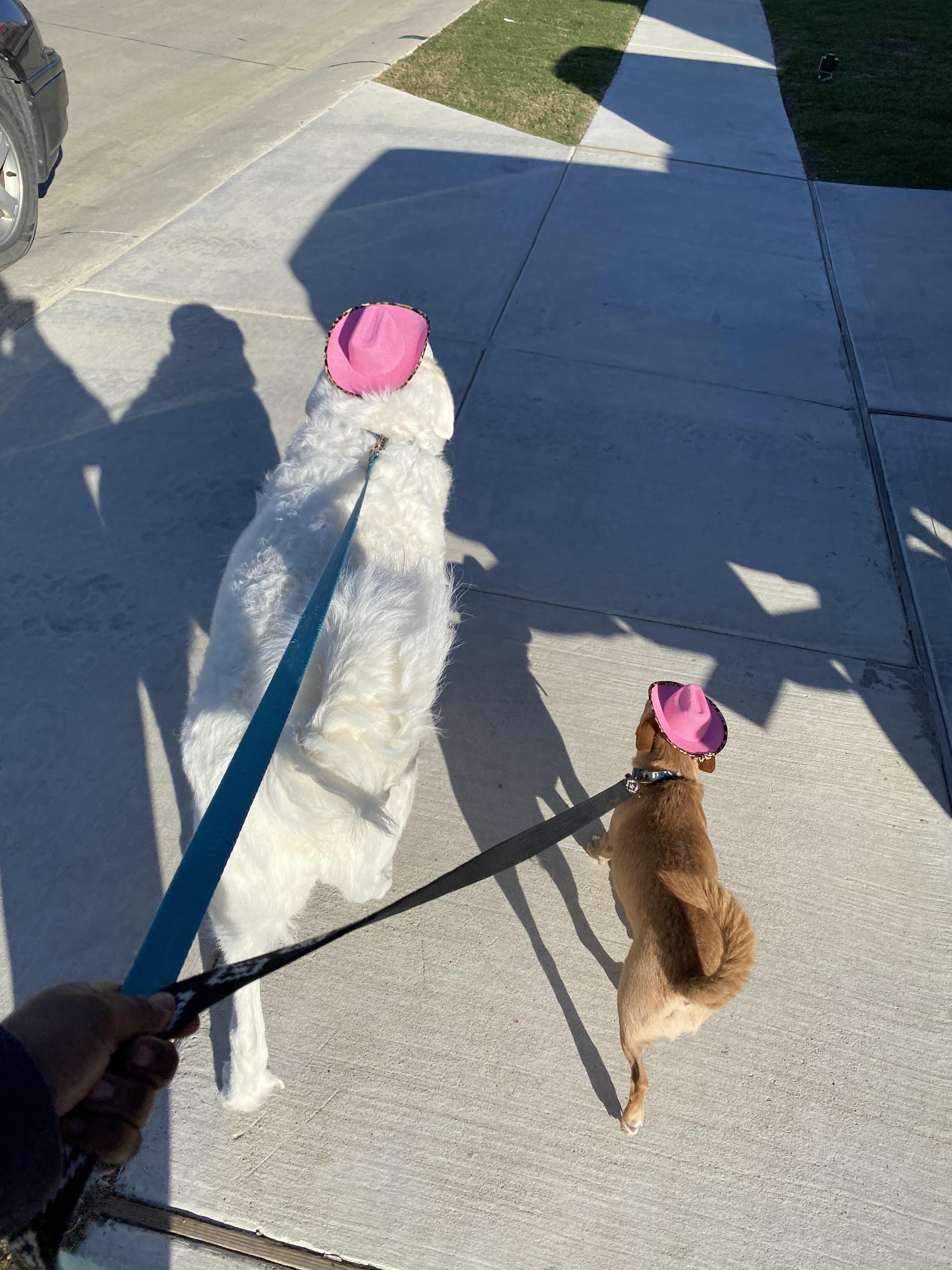 Riley and her trusty sidekick Cheerio | Scrolller