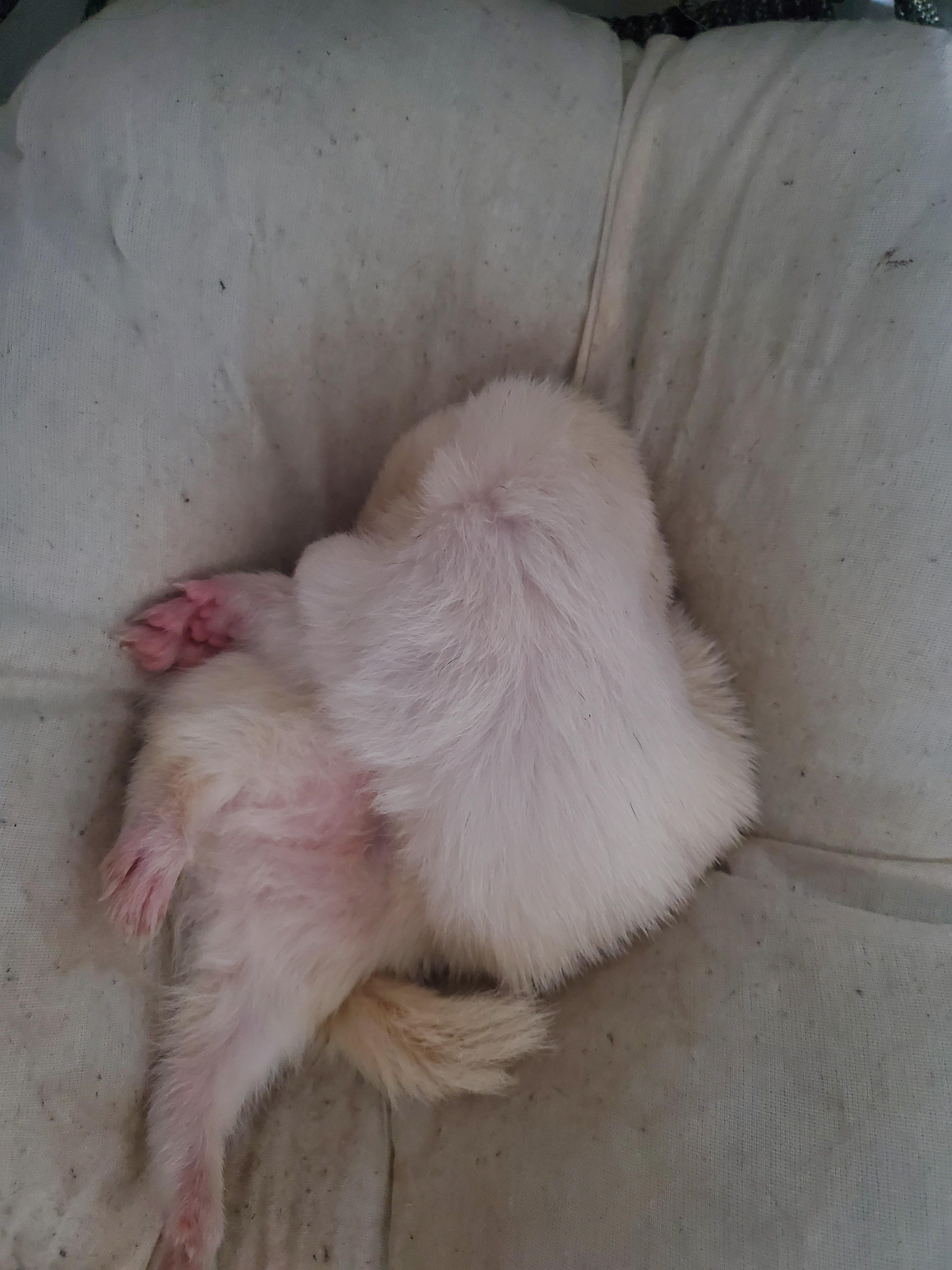 Hank and His Bed | Scrolller