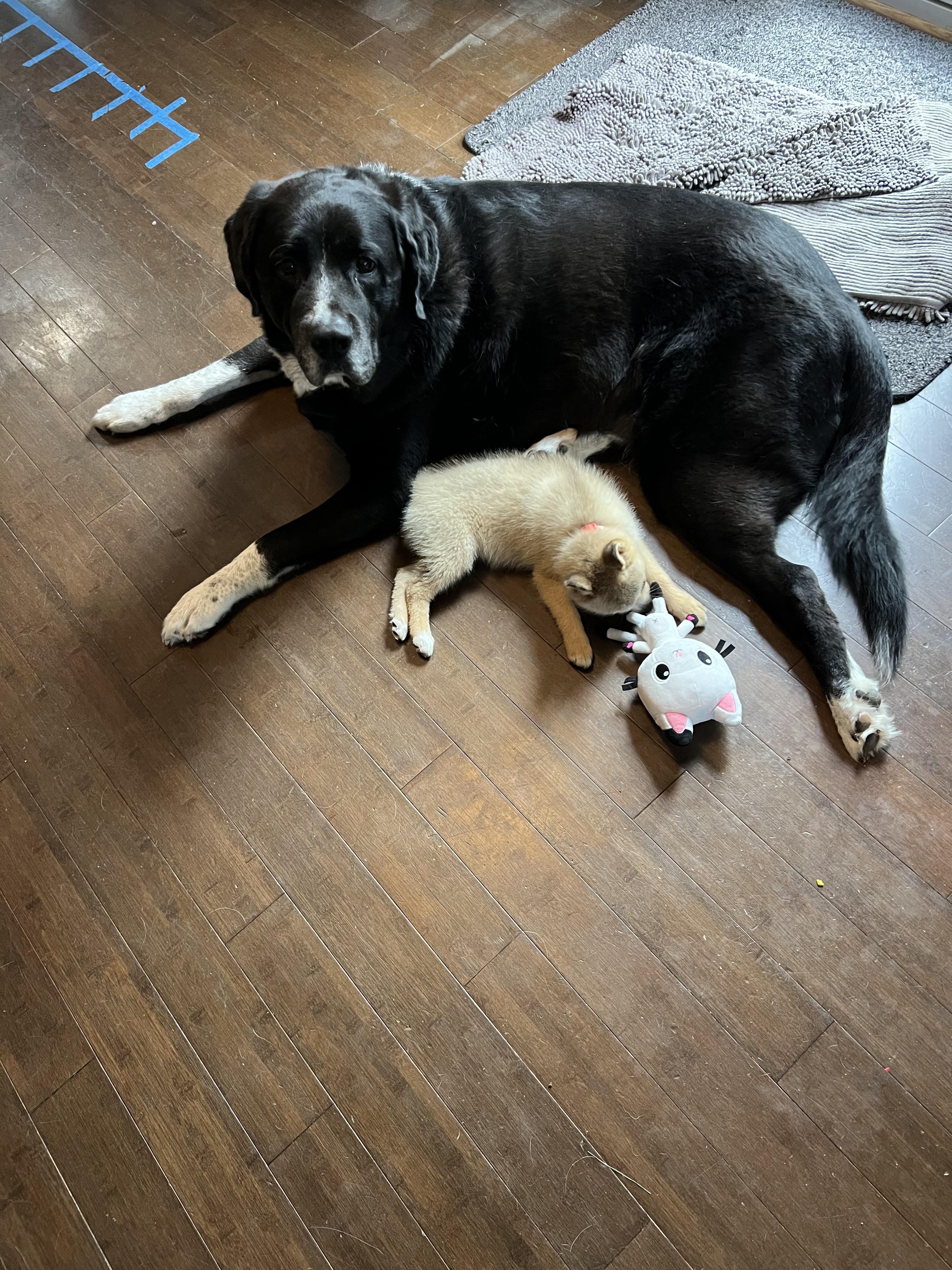 125lbs dog with 7 lbs pup | Scrolller