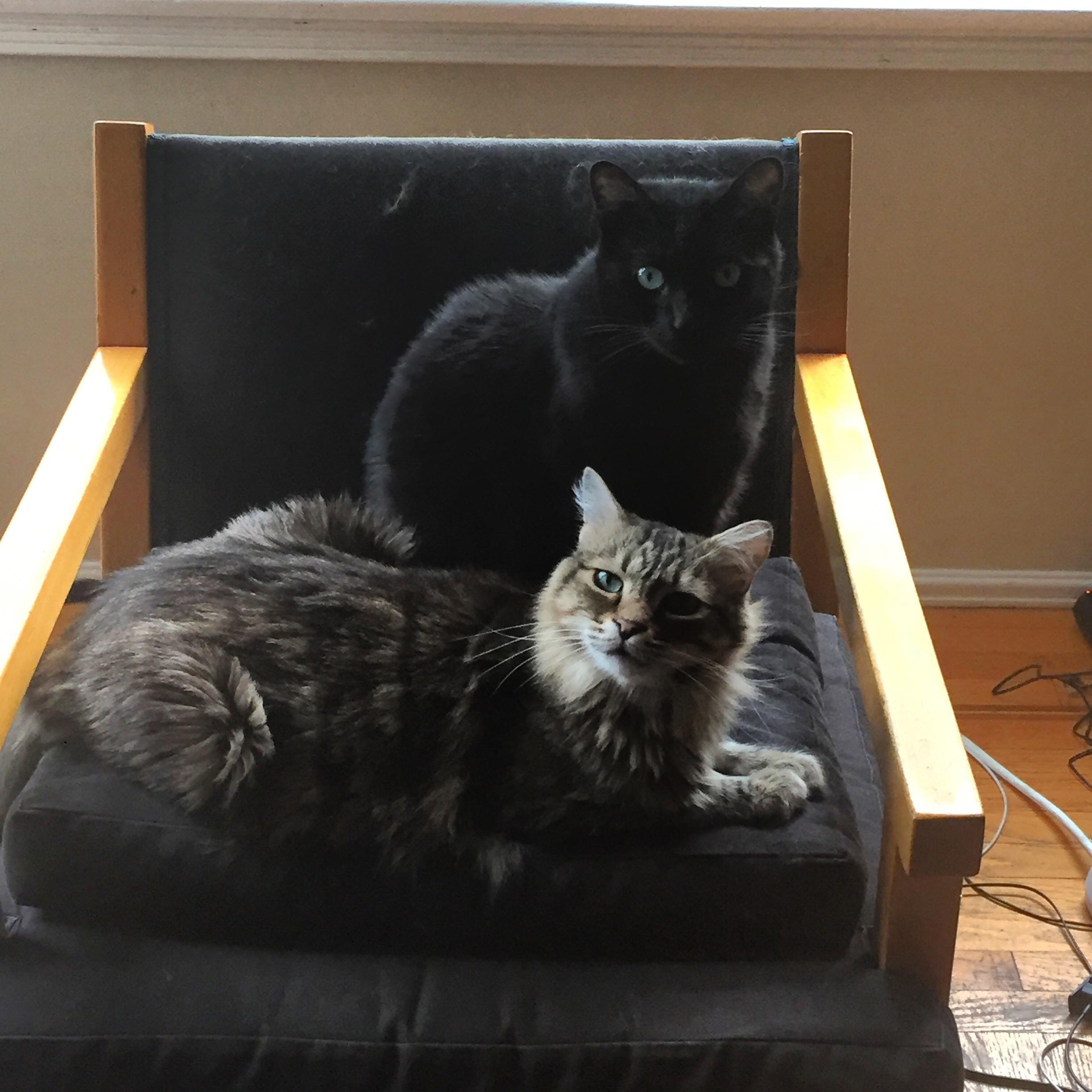 [OC] My cats | Scrolller