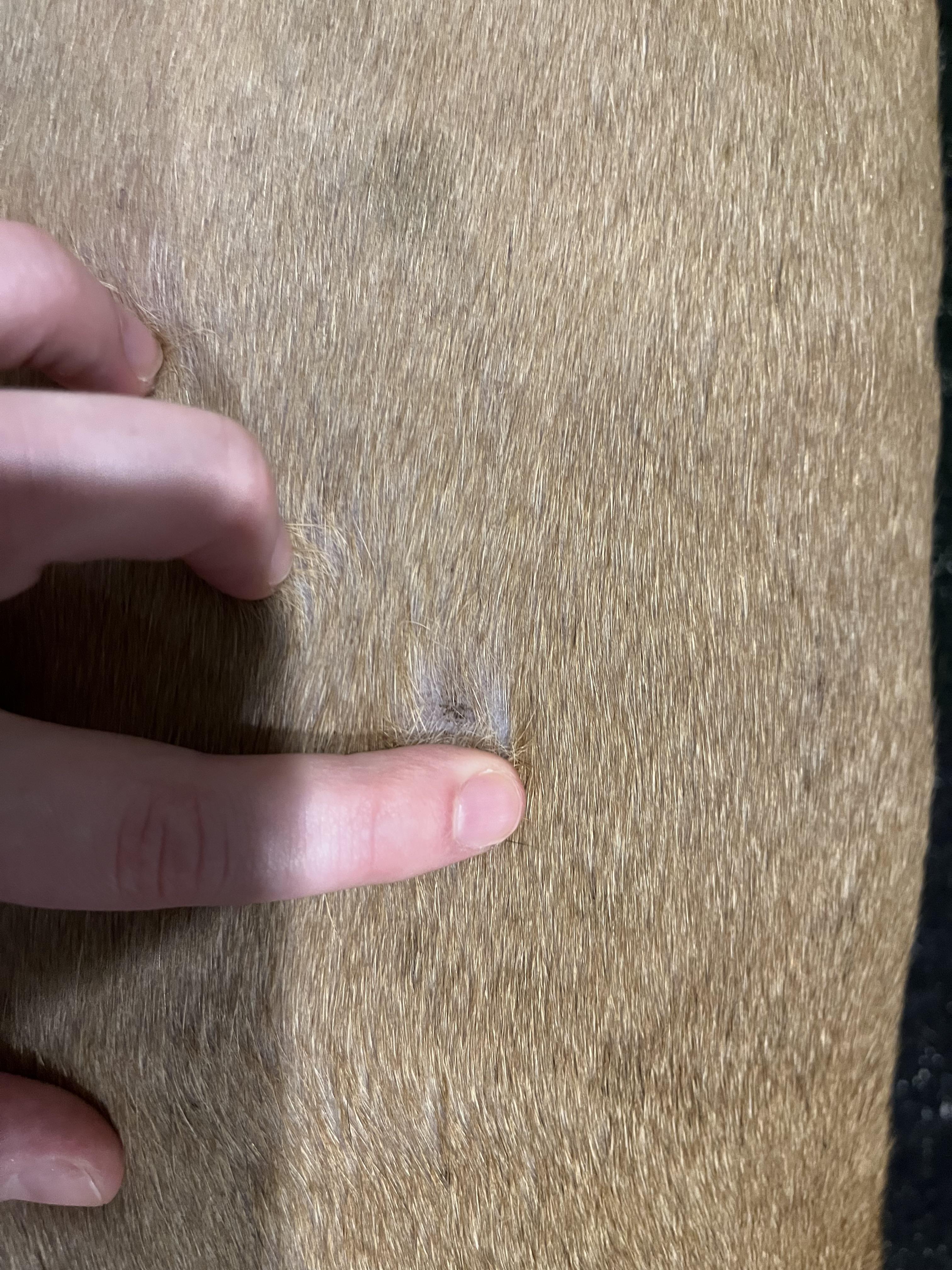 Weird spots all over? What is this? | Scrolller