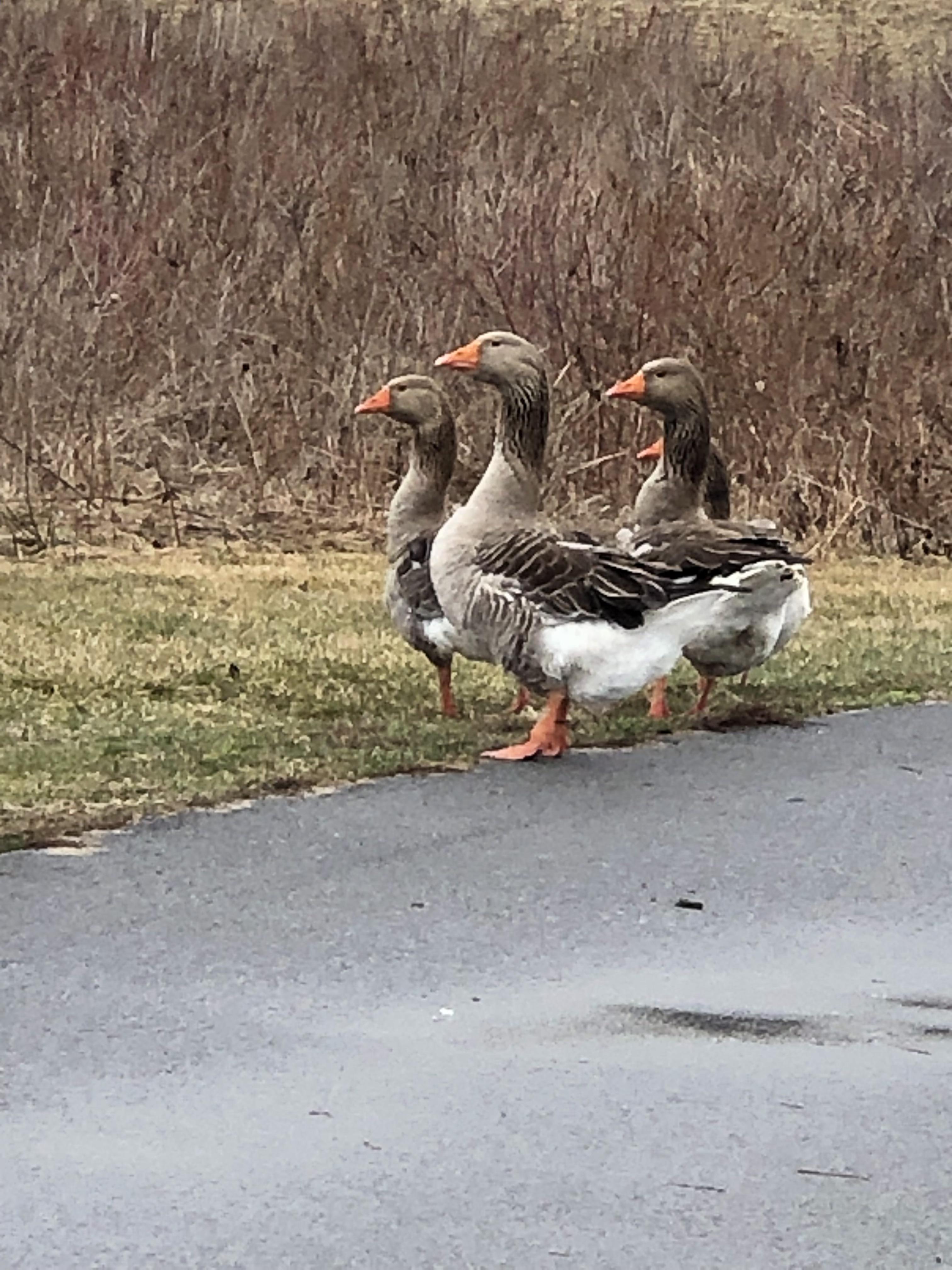 Discover more like Birding: Graylag Geese in Upstate NY? and Related Content | Scrolller