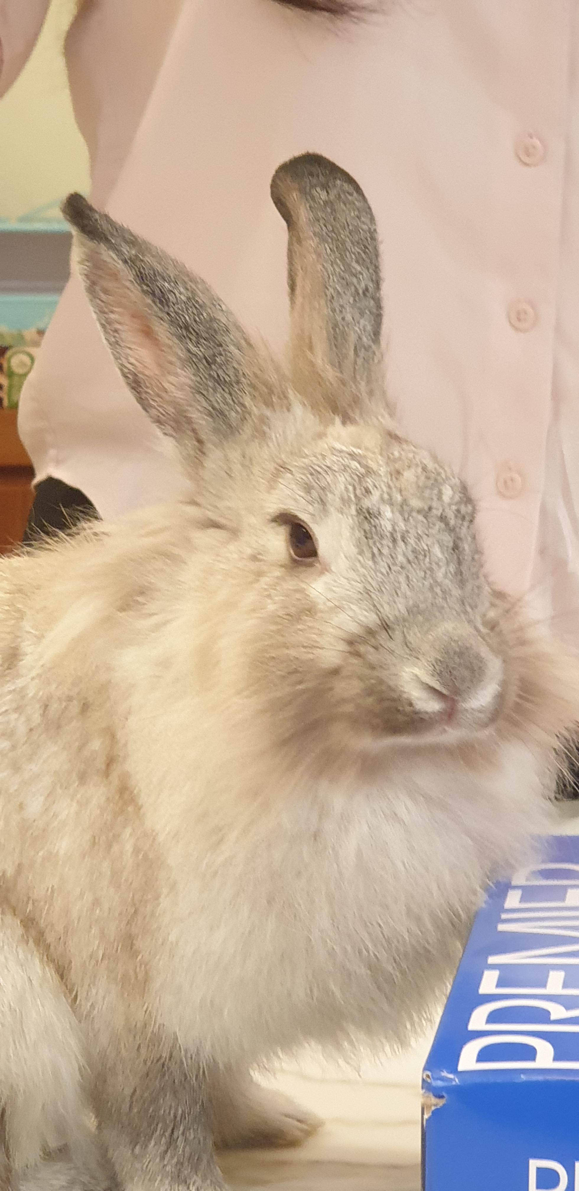 My sister's rabbit | Scrolller