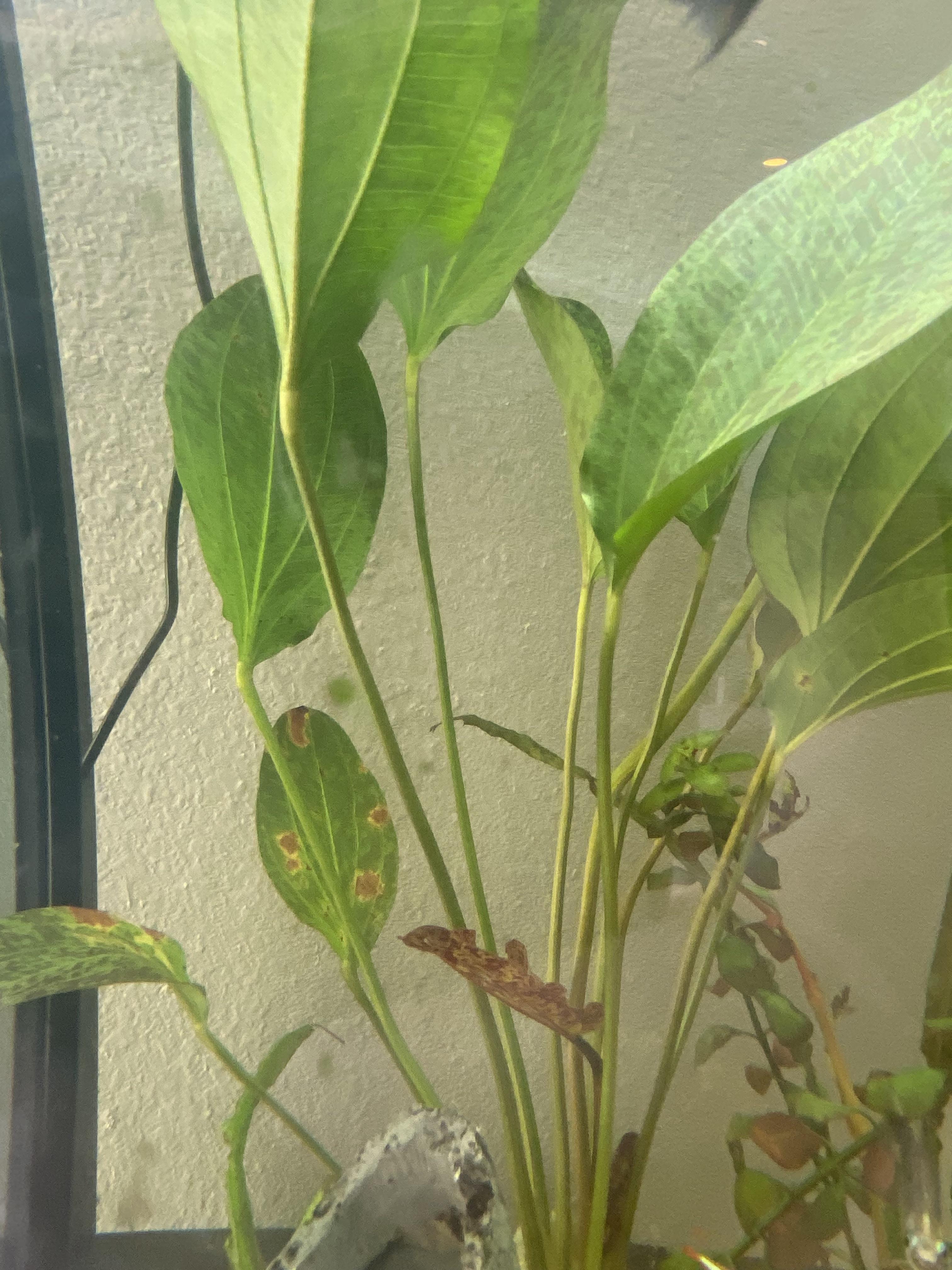 Yellowing of my leaves | Scrolller