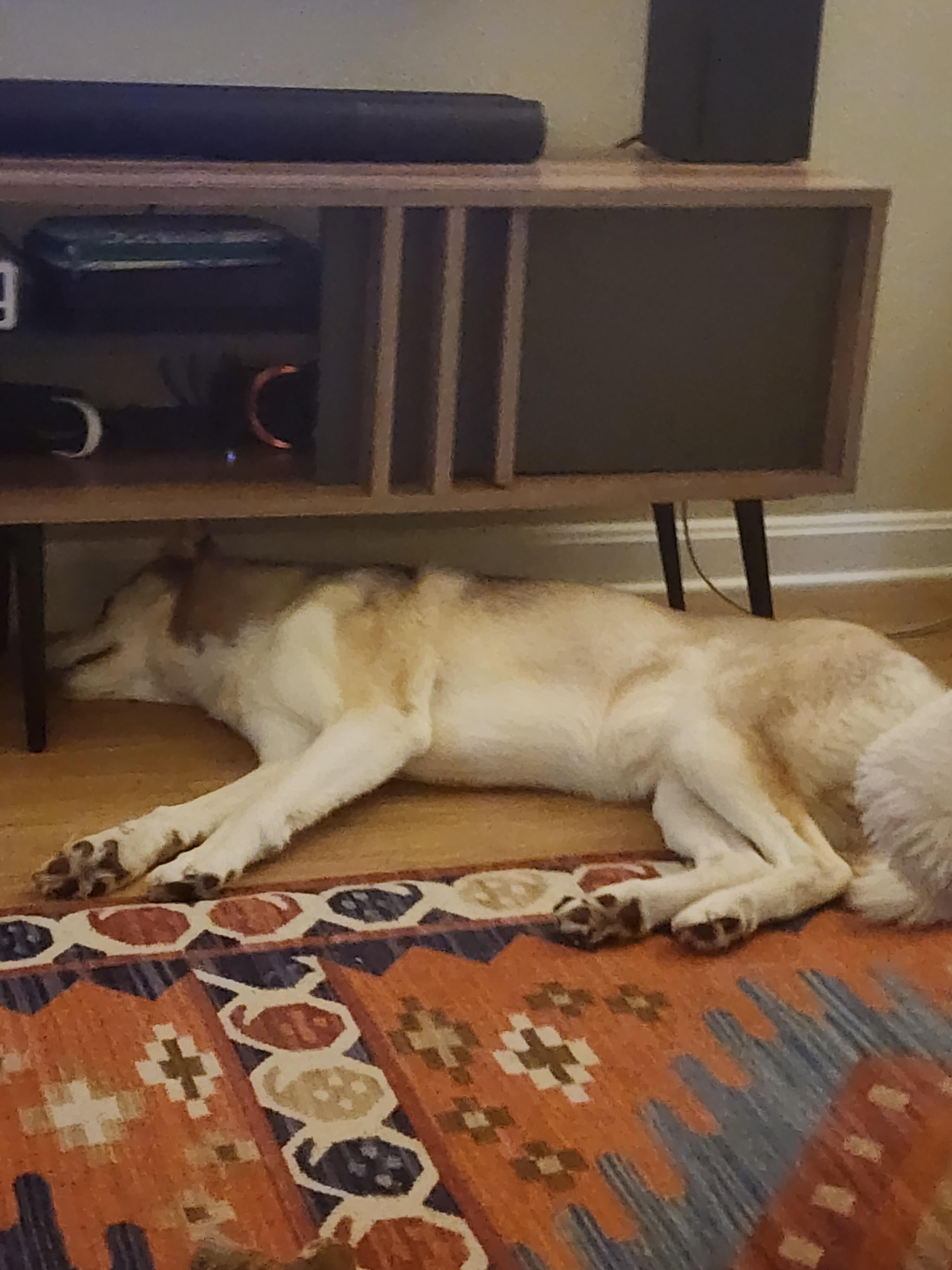 My goobers. Aodhan sleeping under the media stand and pebbles getting her couch time in. | Scrolller