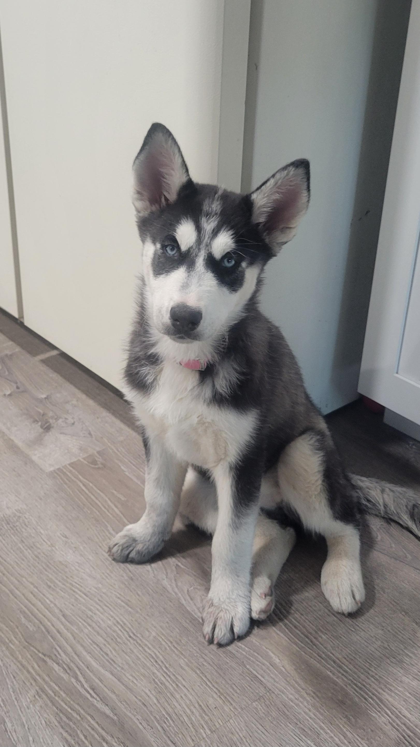 Got a husky for our husky! | Scrolller