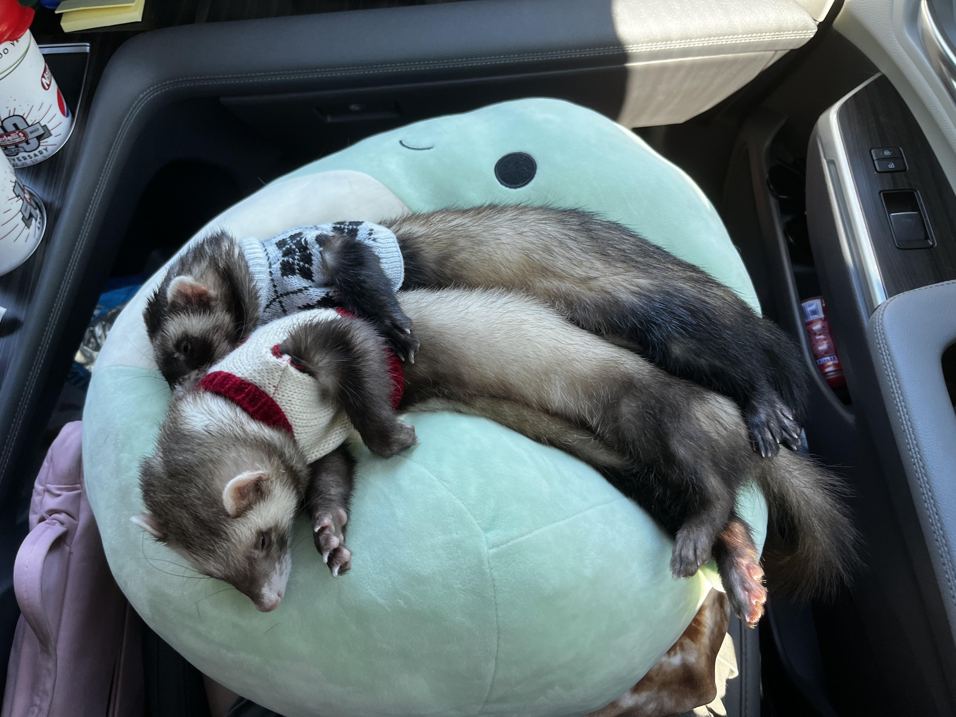 Spooning | Scrolller