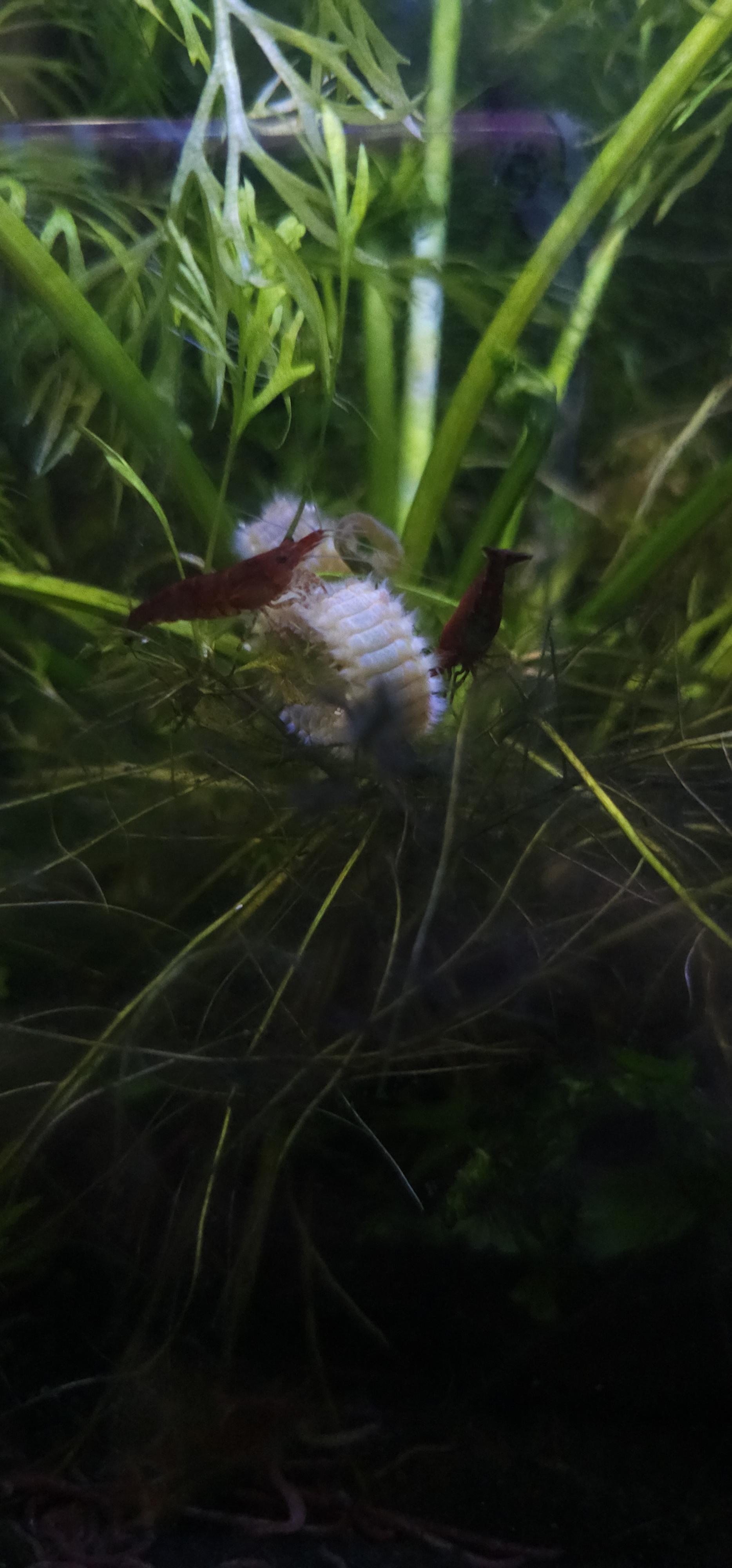 Perfect fate for all bristle worms | Scrolller