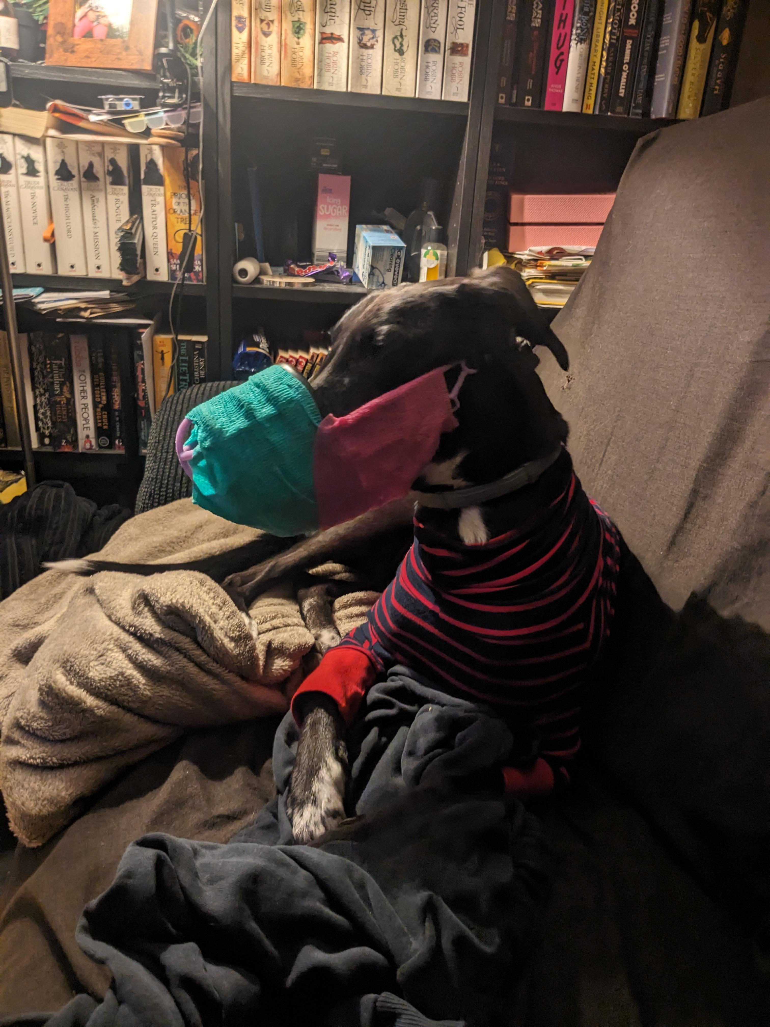 Discover more like Greyhounds: Hannibal lector in the making 🤦🏻‍♀️ and ...