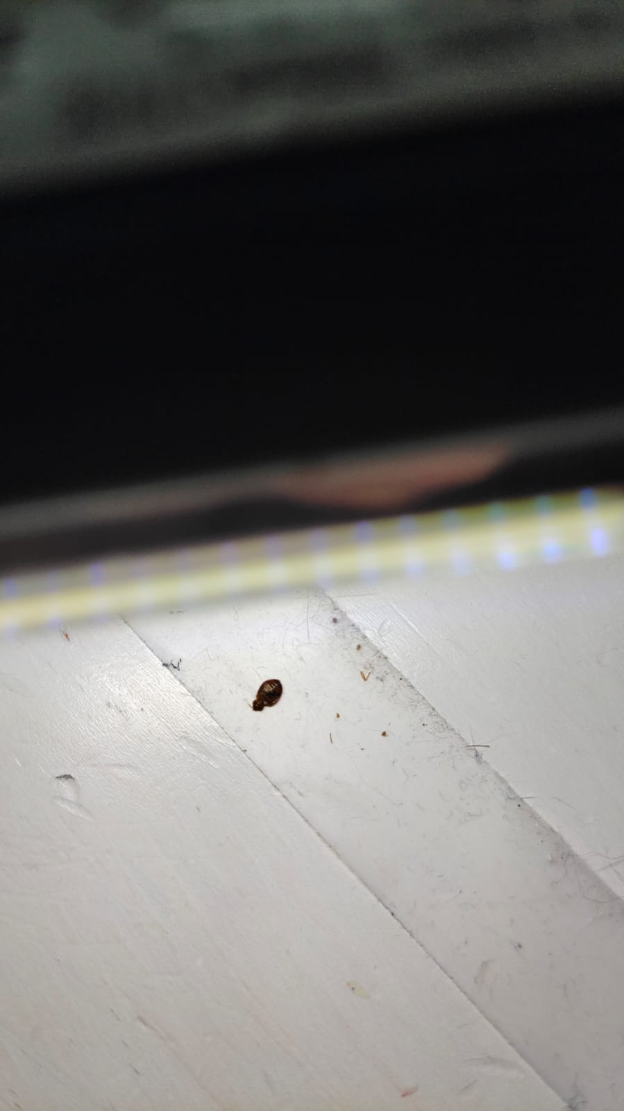Bedbugs? | Scrolller