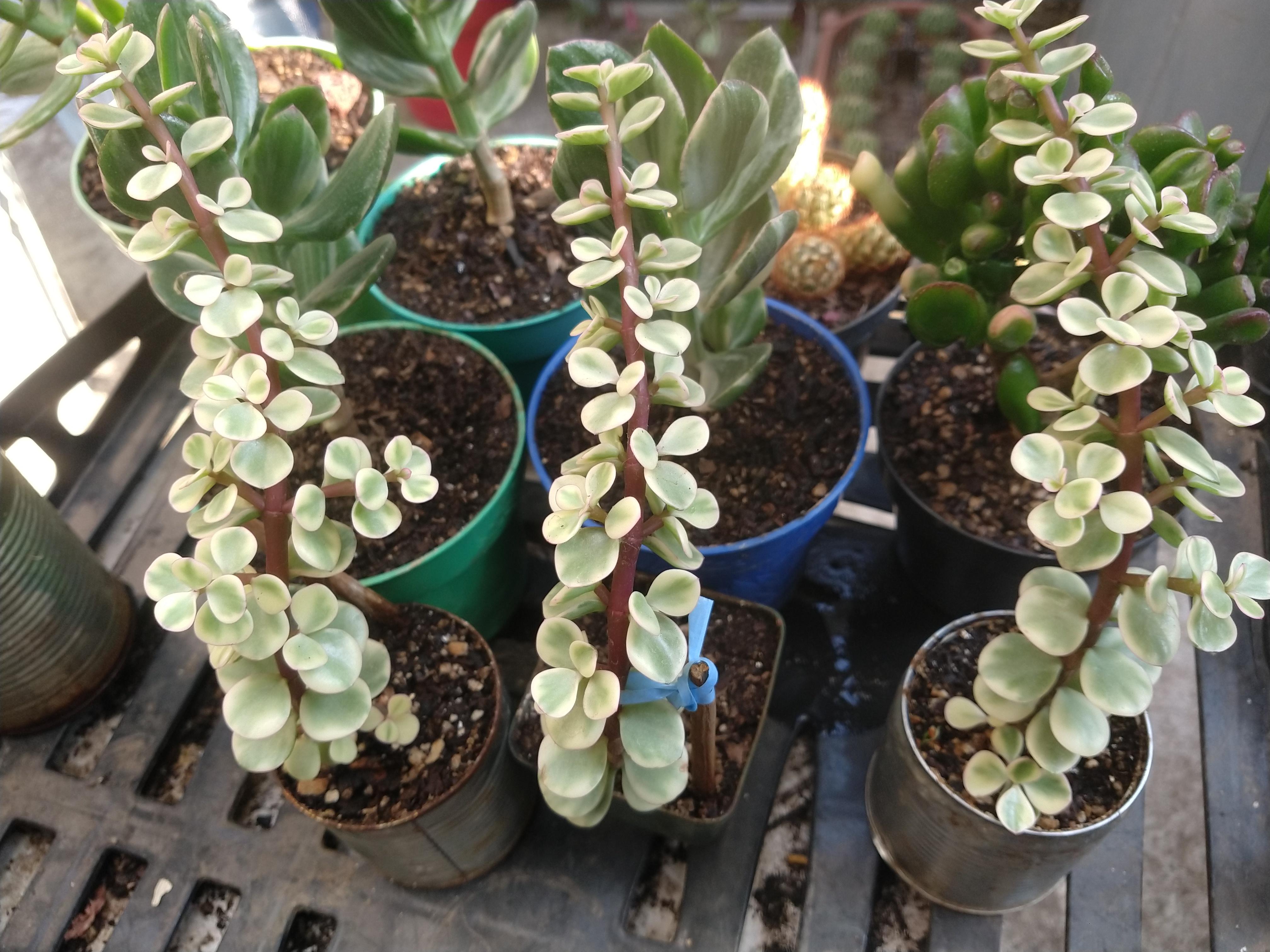 What's the ID of these? (There are two different species in the 2nd pic, the bigger two on the ...