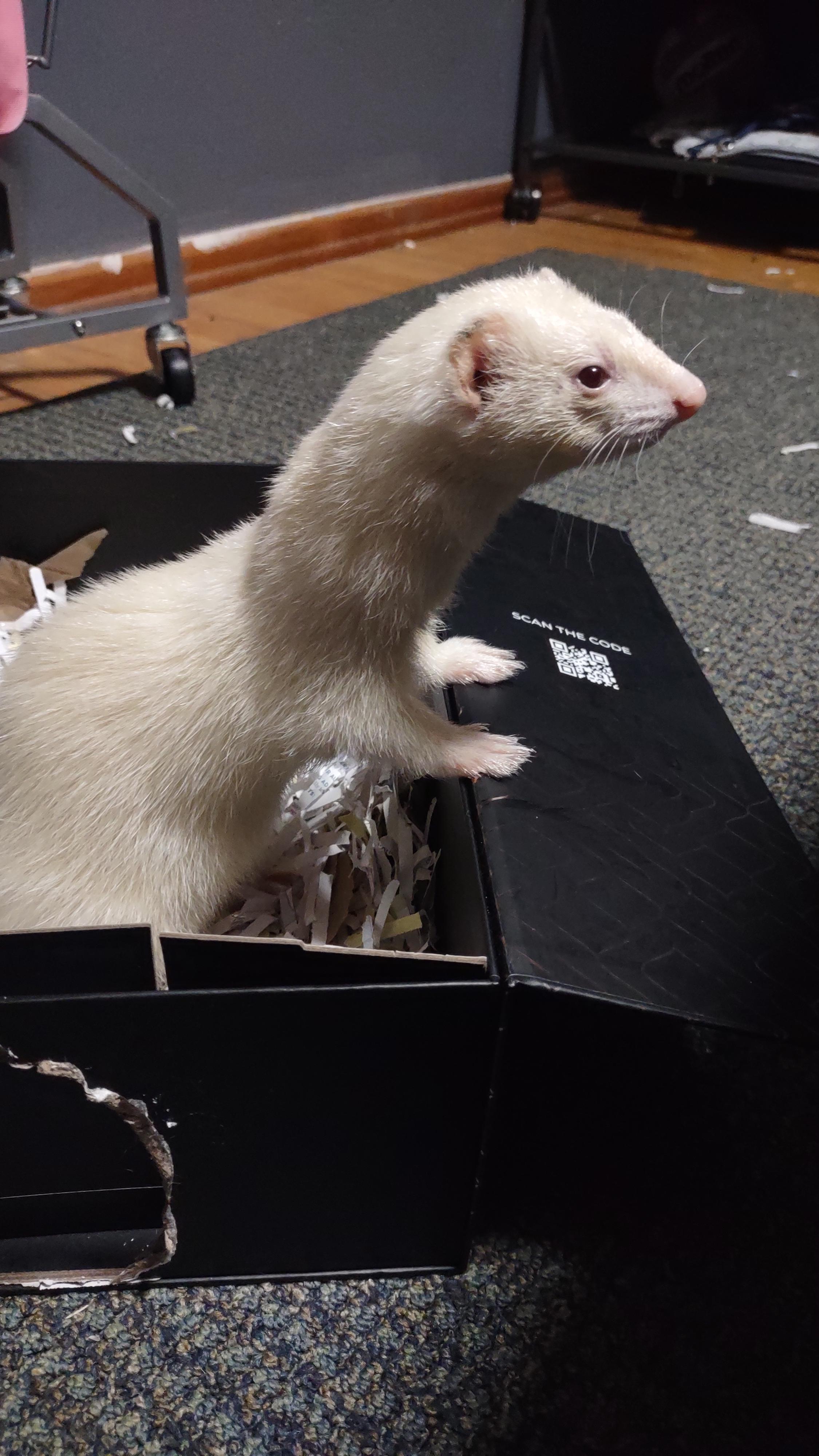 Ferret appreciation ️ | Scrolller