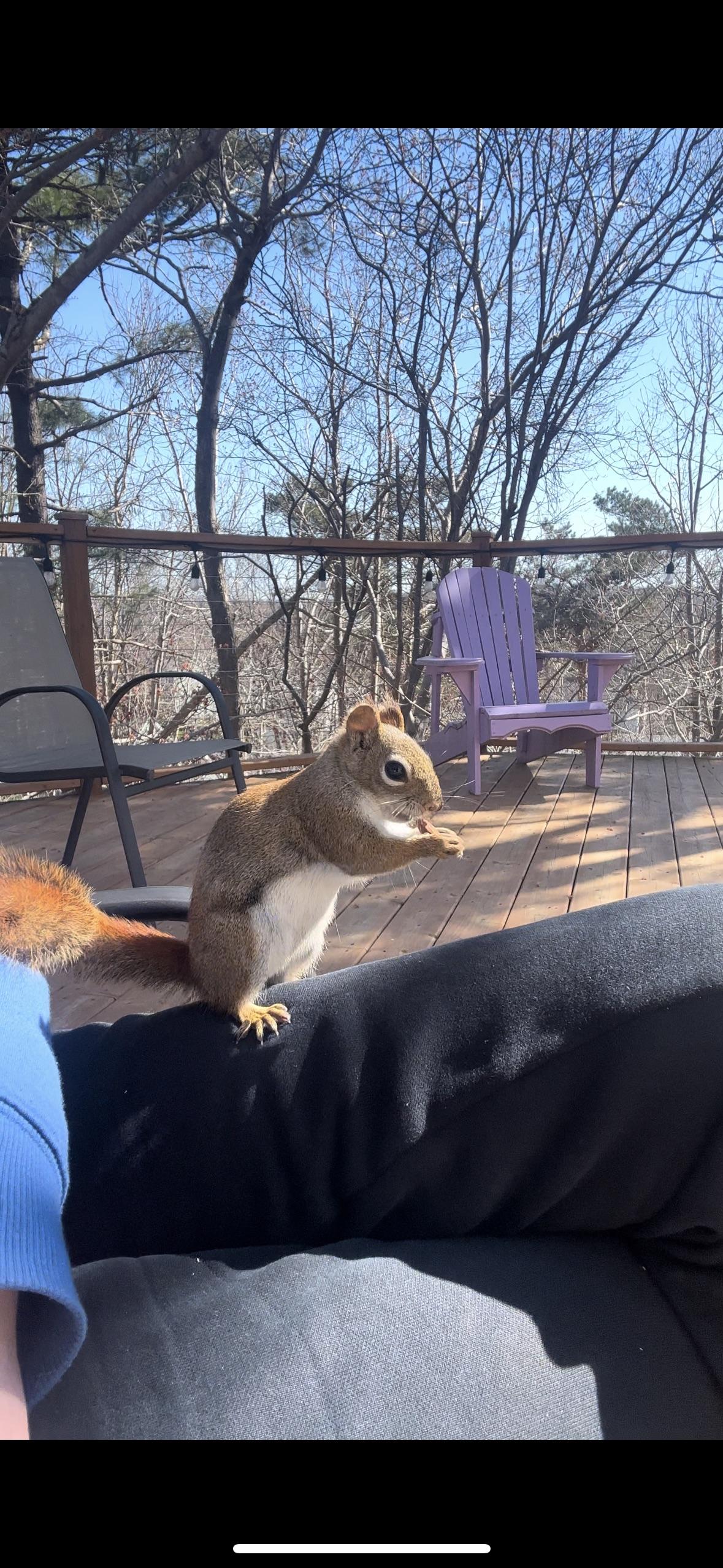 Discover more like Squirrels: Hanging out with my little lady and Related Content | Scrolller