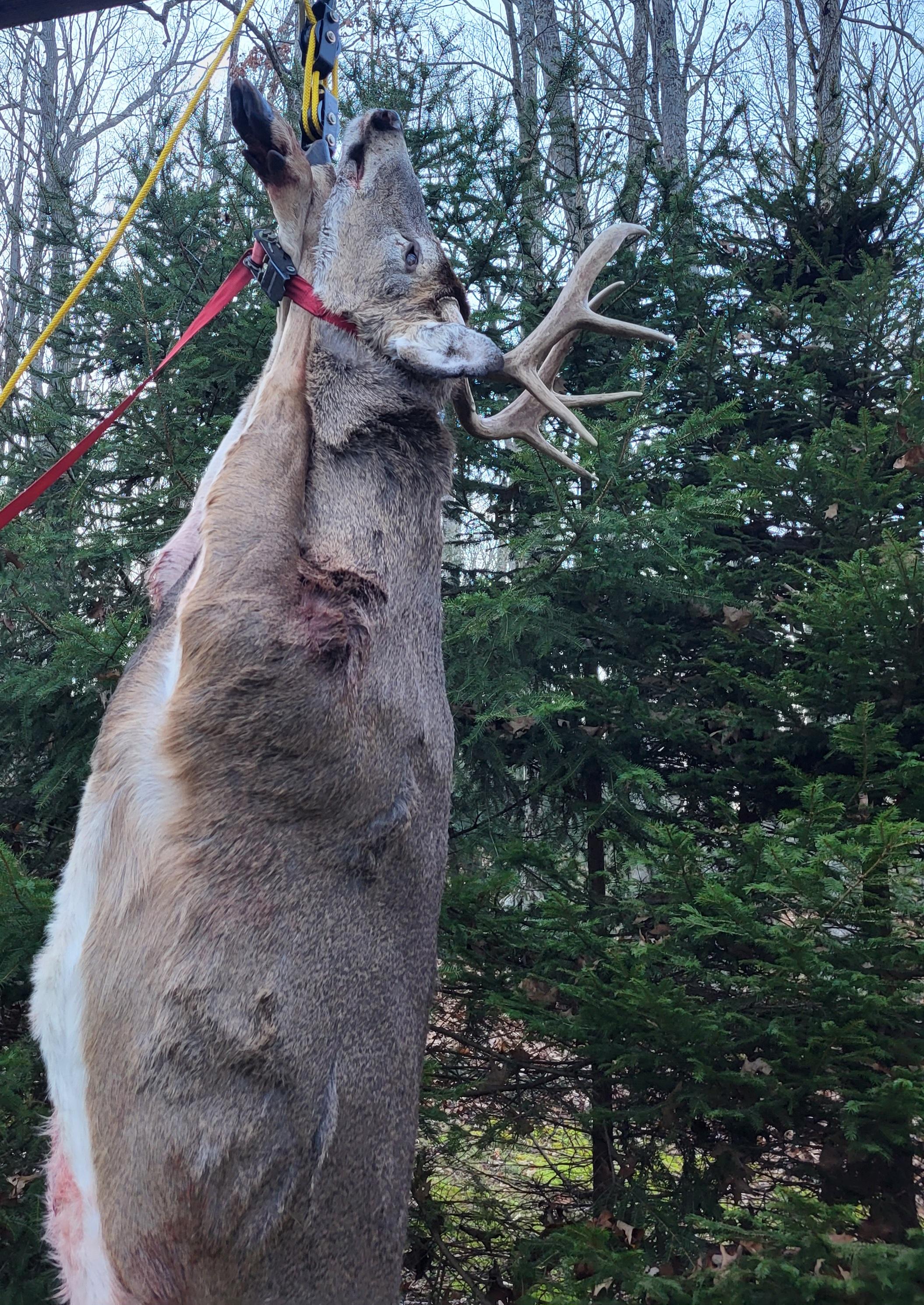 My first mountain buck | Scrolller