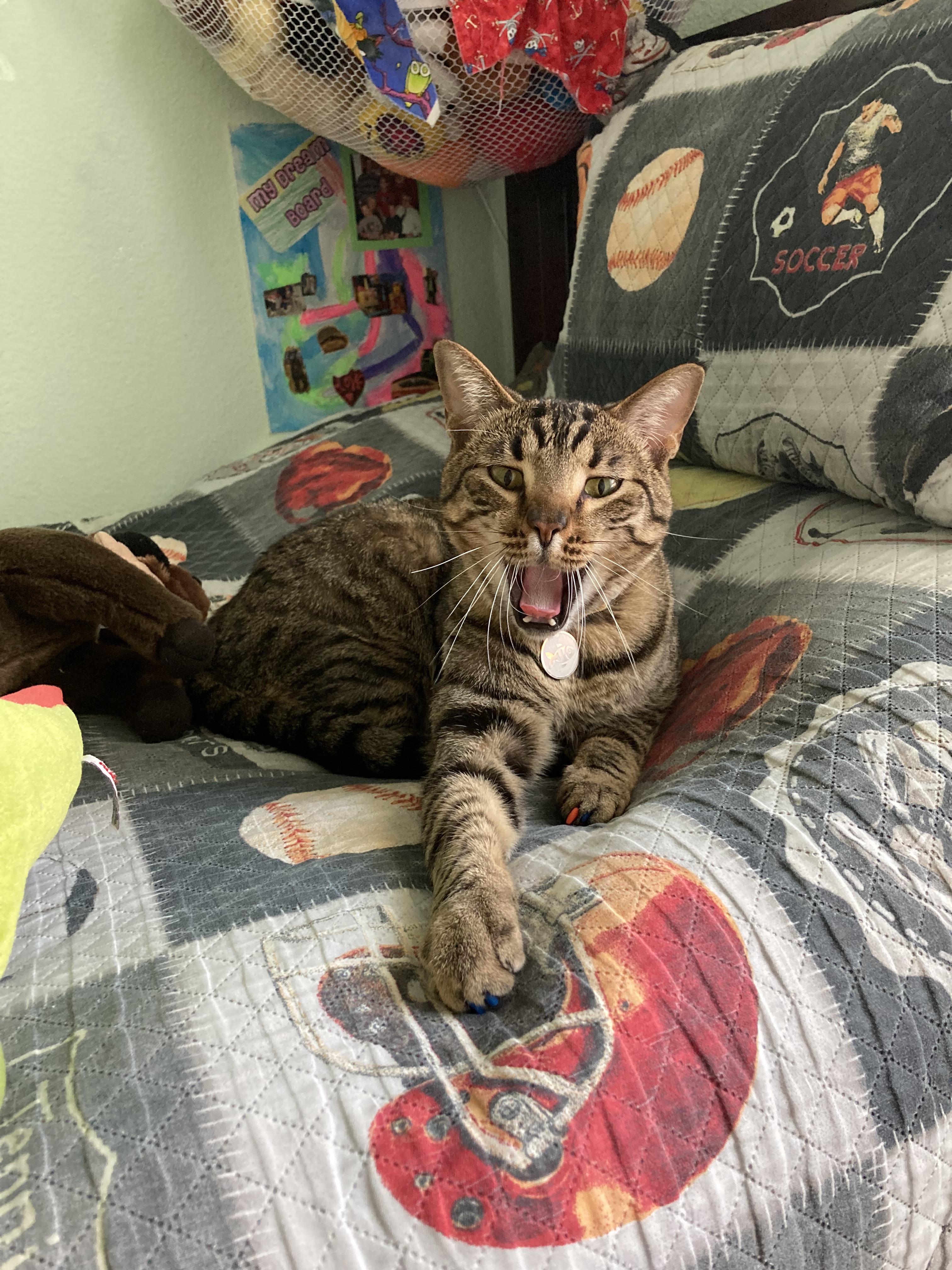 [OC] Caught my Cat yawning | Scrolller