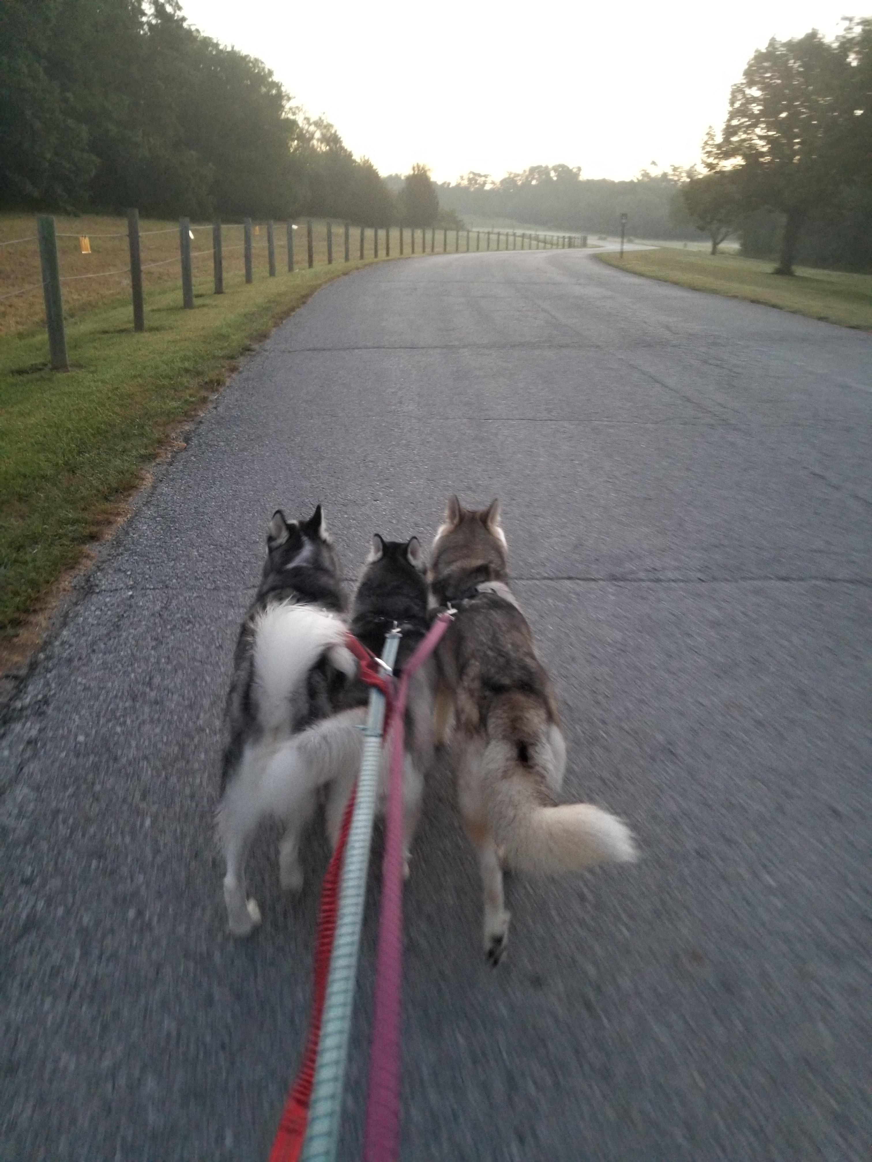 Fluffy butts! | Scrolller