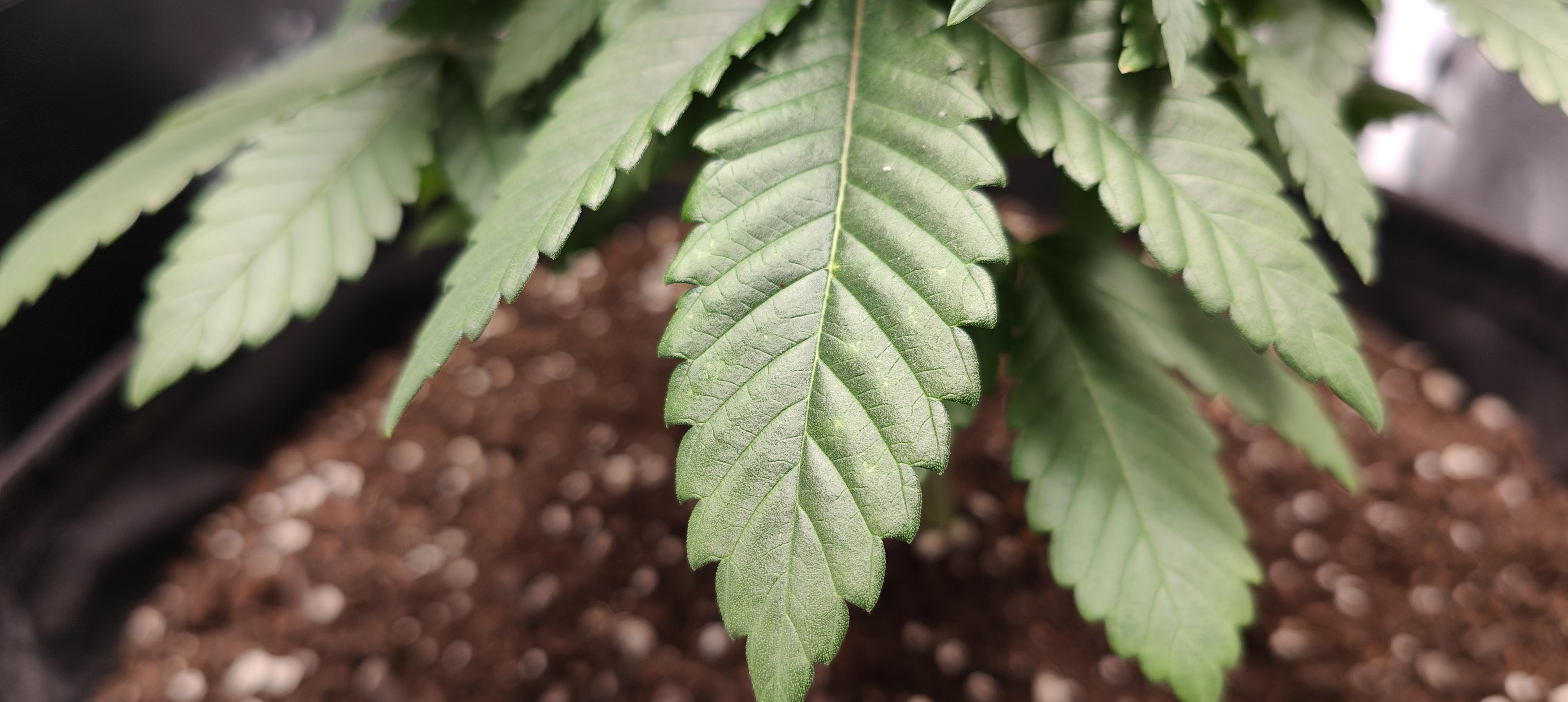 Discover more like Microgrowery: Is this a nutrient deficiency and if ...