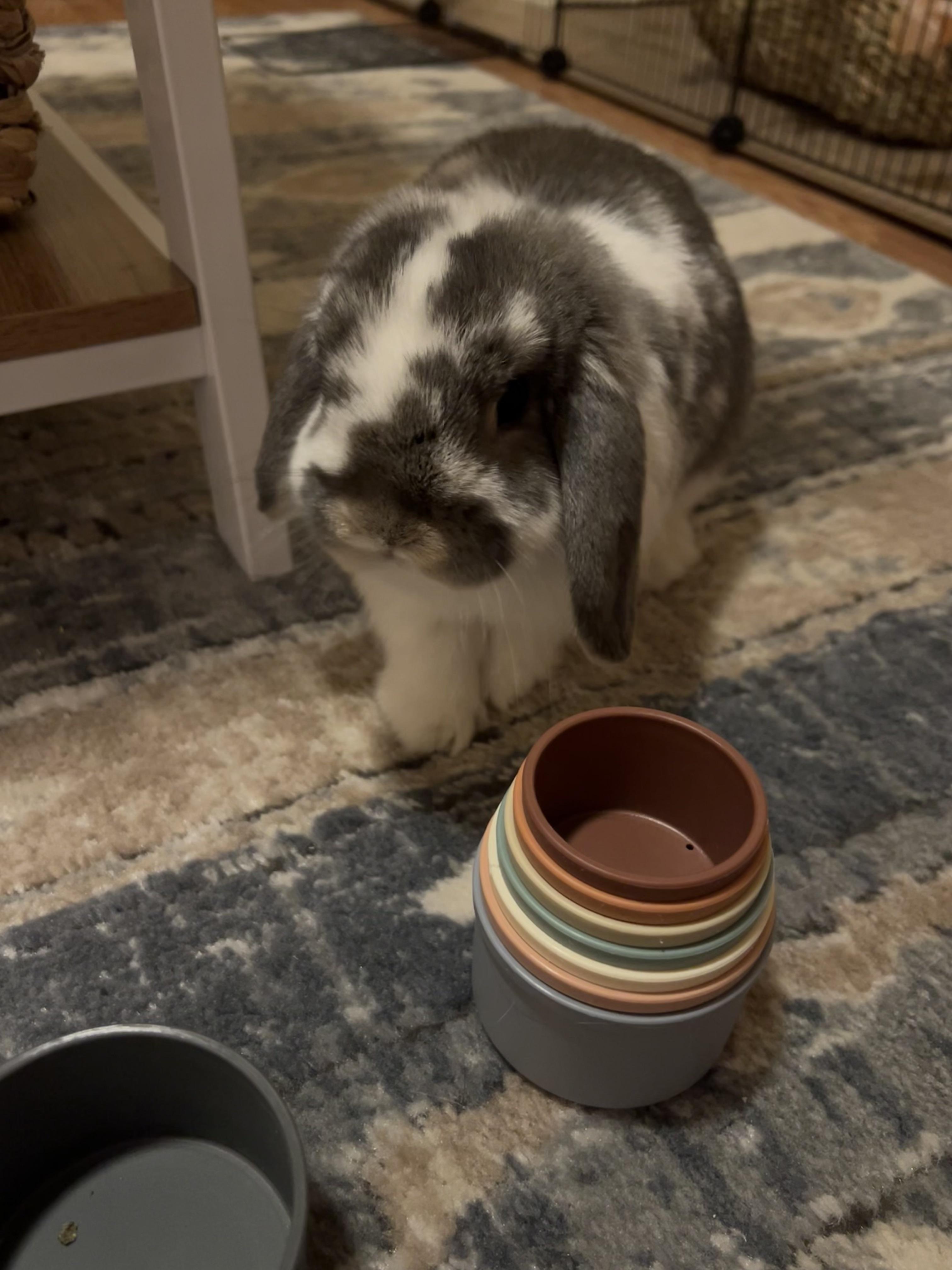 Bunny making strange noises! | Scrolller