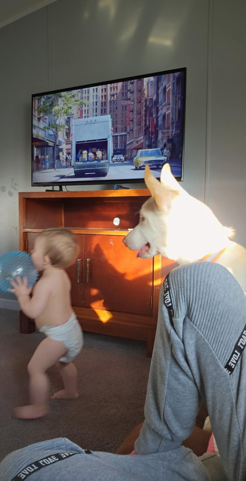 Meet Ace | Scrolller