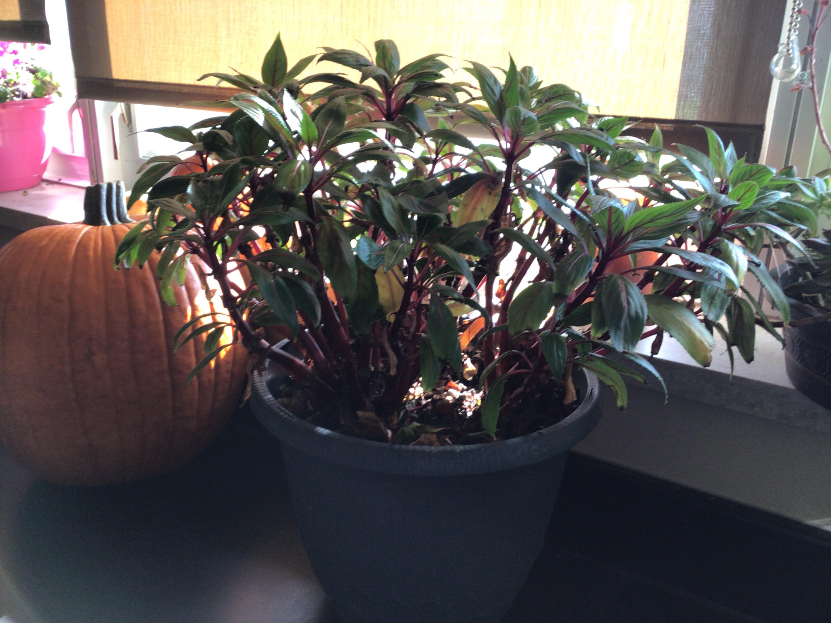 Plant id?? | Scrolller