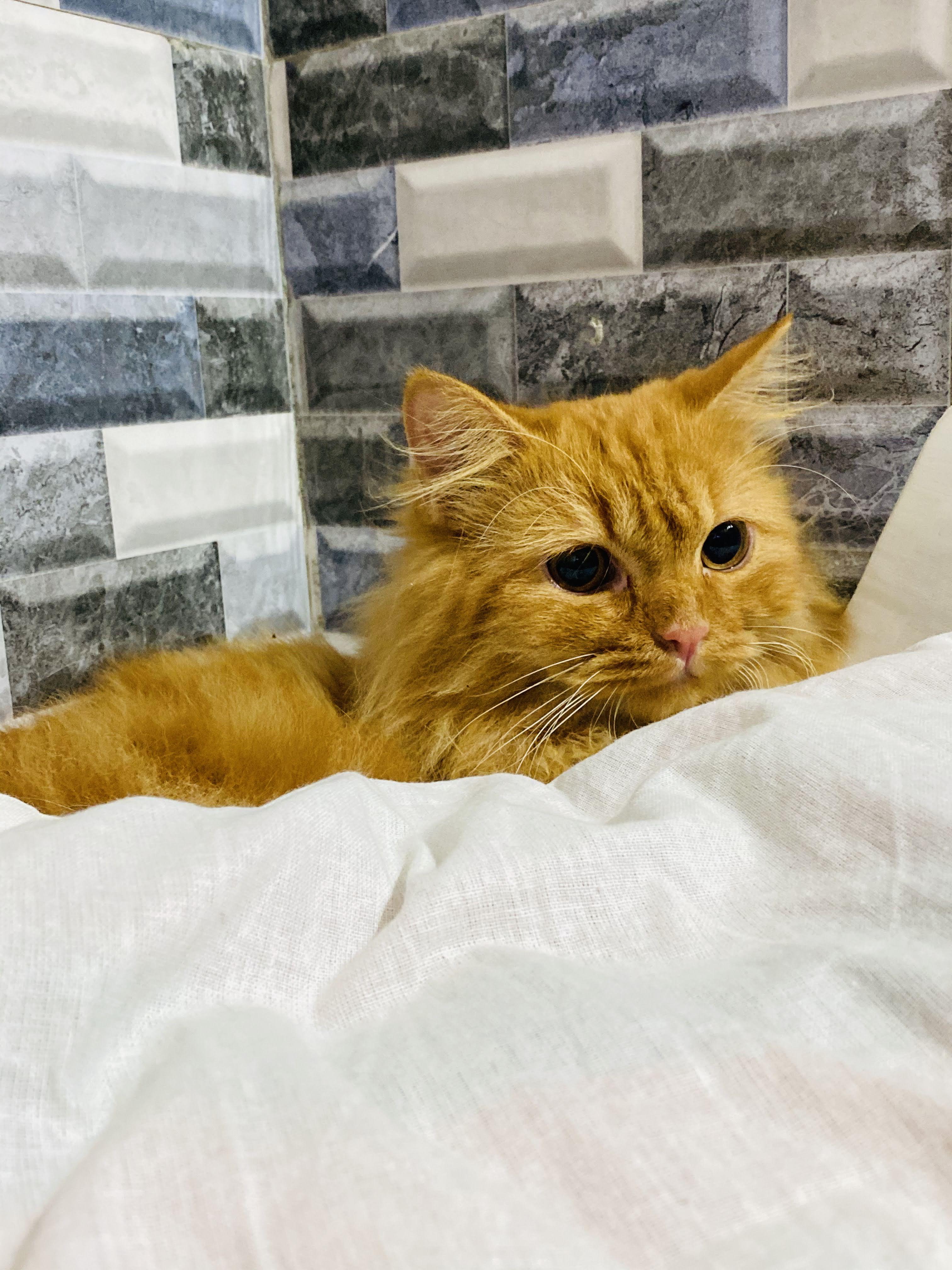 More Pictures of Bella | Scrolller