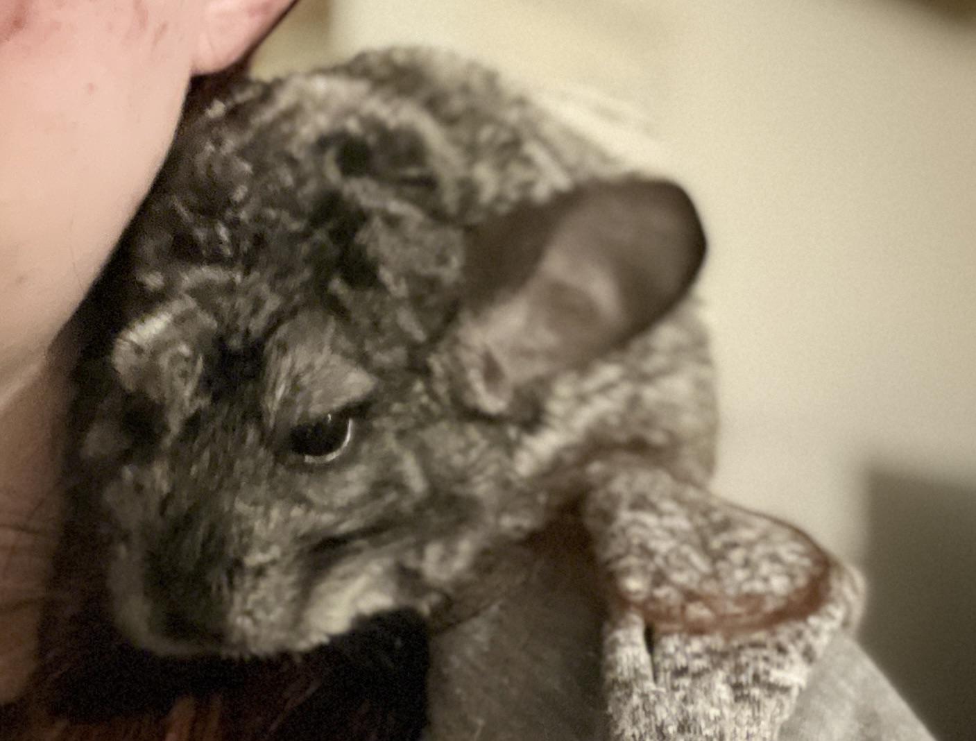 Shoulder Buddy Mochi | Scrolller