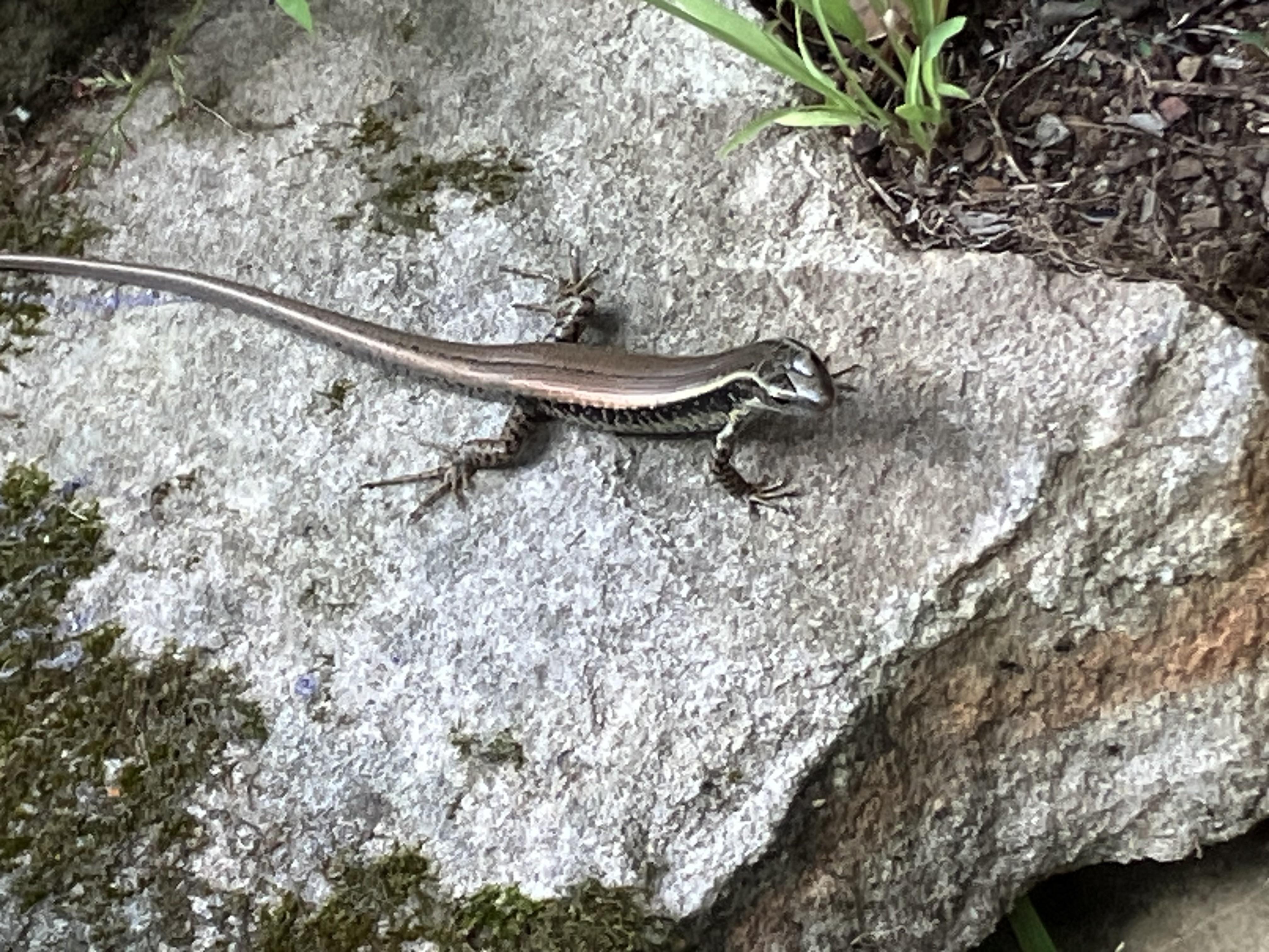 New mate | Scrolller