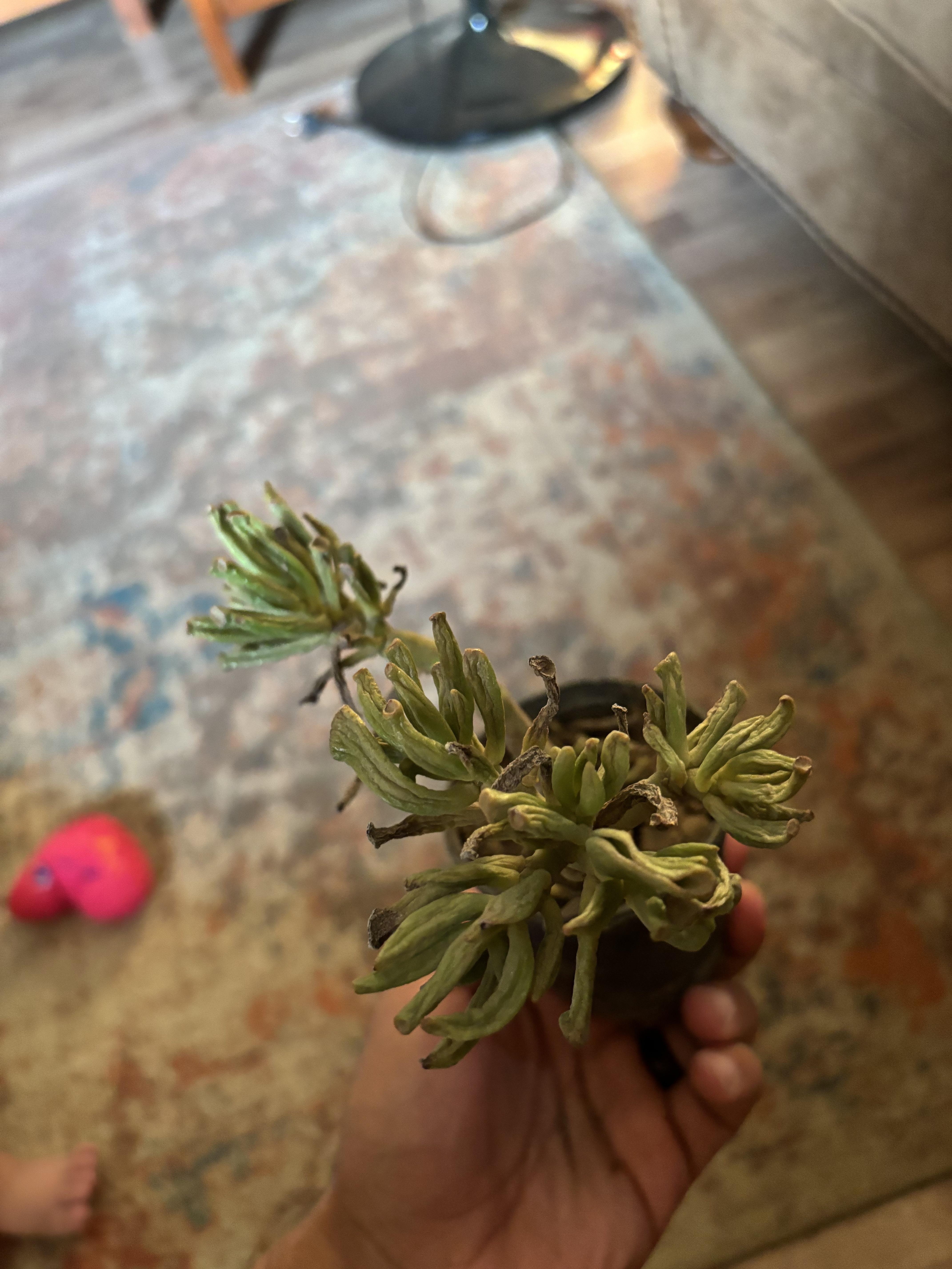 What’s wrong with my succulent | Scrolller