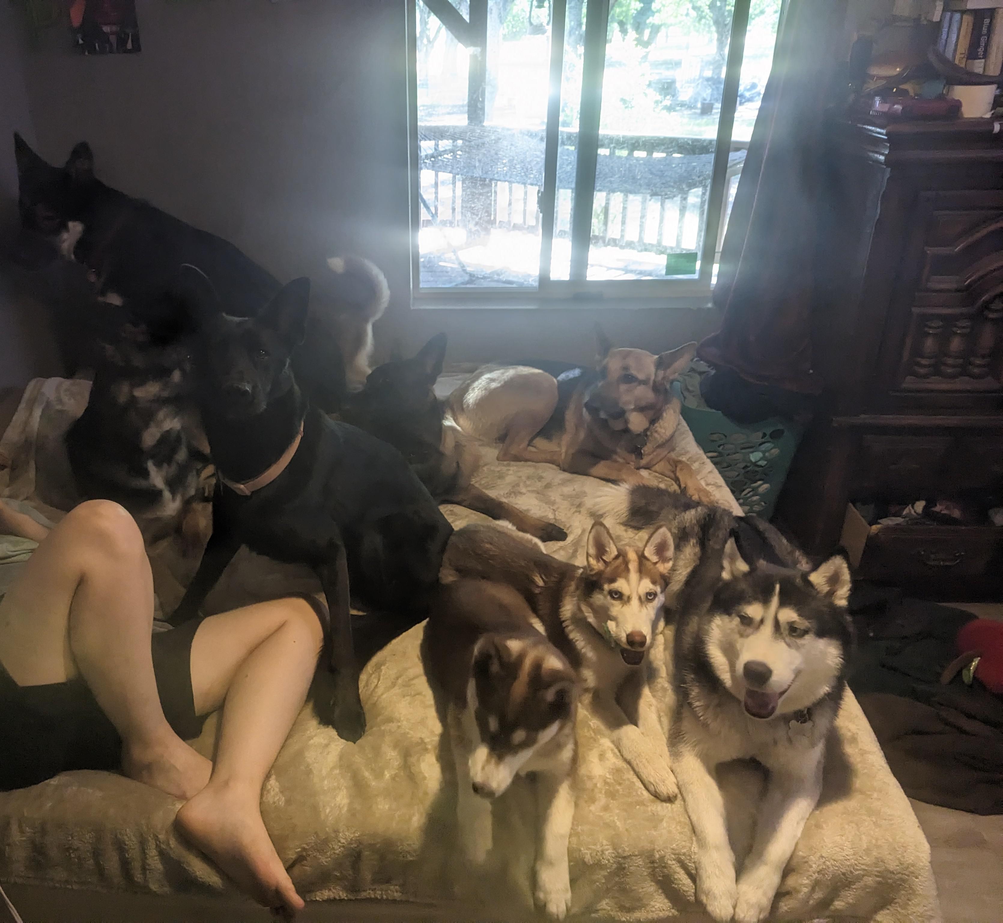 Got Dogs? | Scrolller