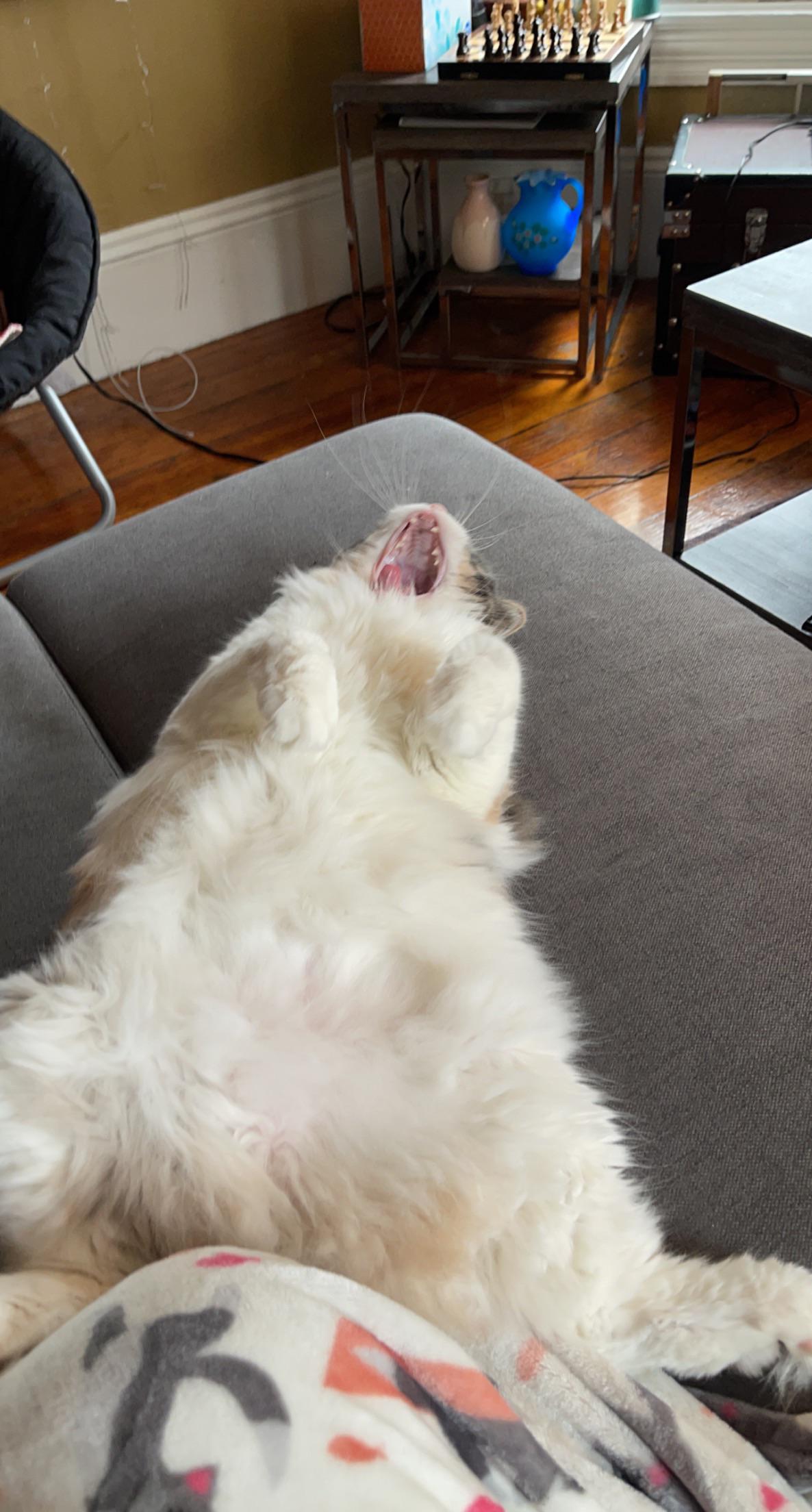 Discover more like Catbellies: Got her mid yawn. So much floof and not even a trap! and Related ...