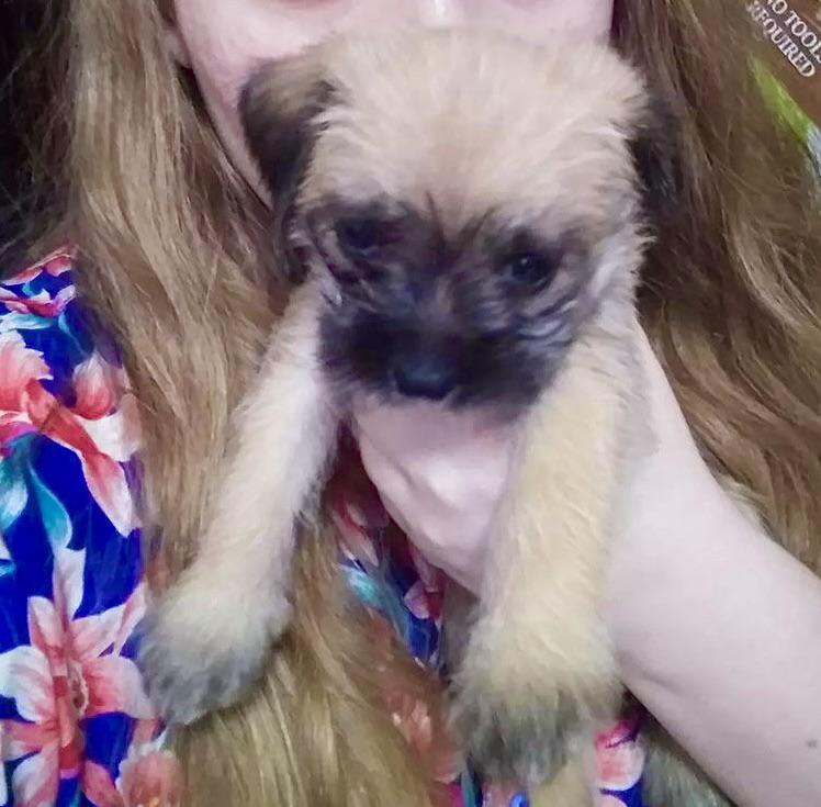 More Schnau-Tzu pictures | Scrolller