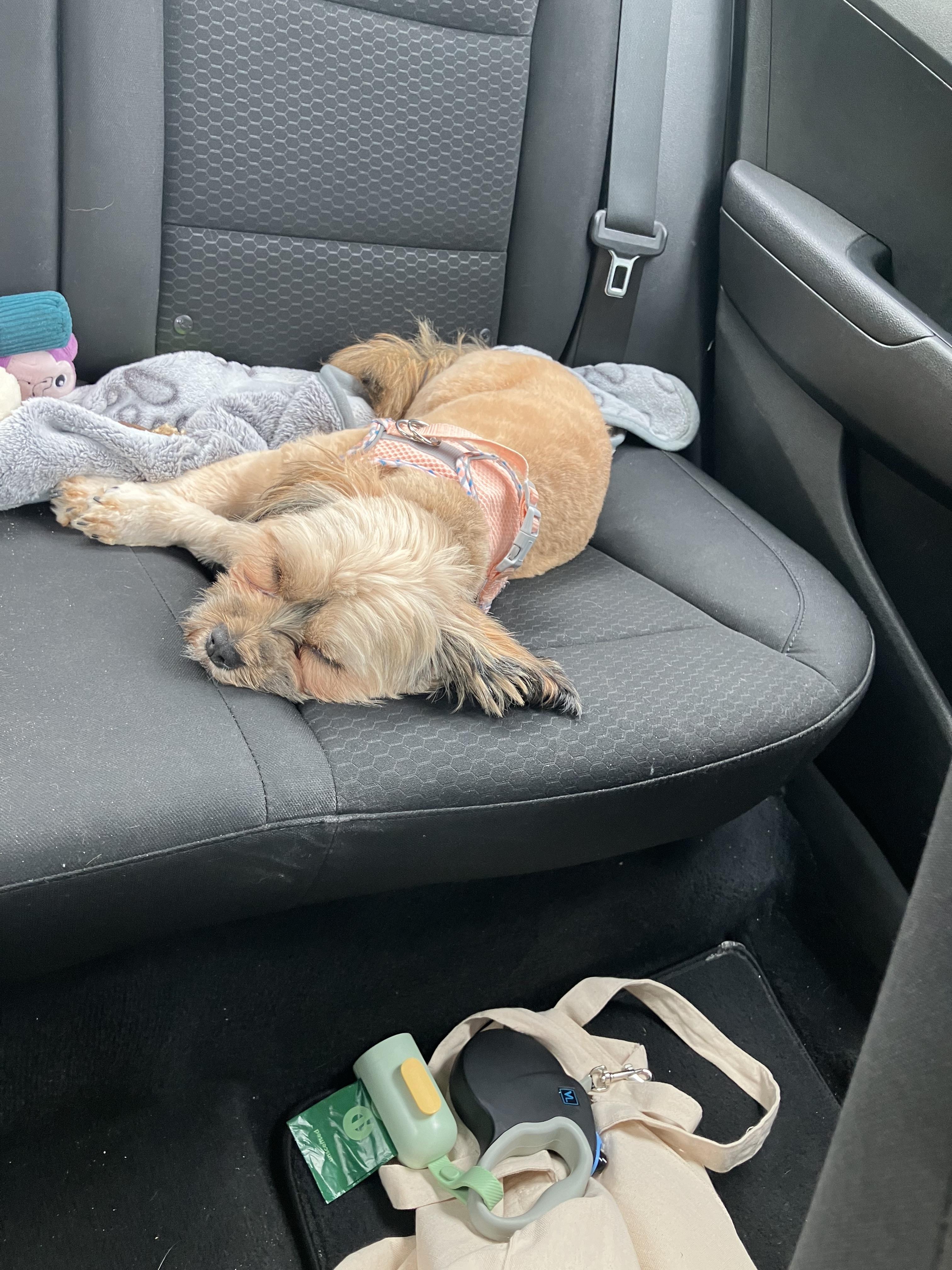 Big world, small Nala | Scrolller