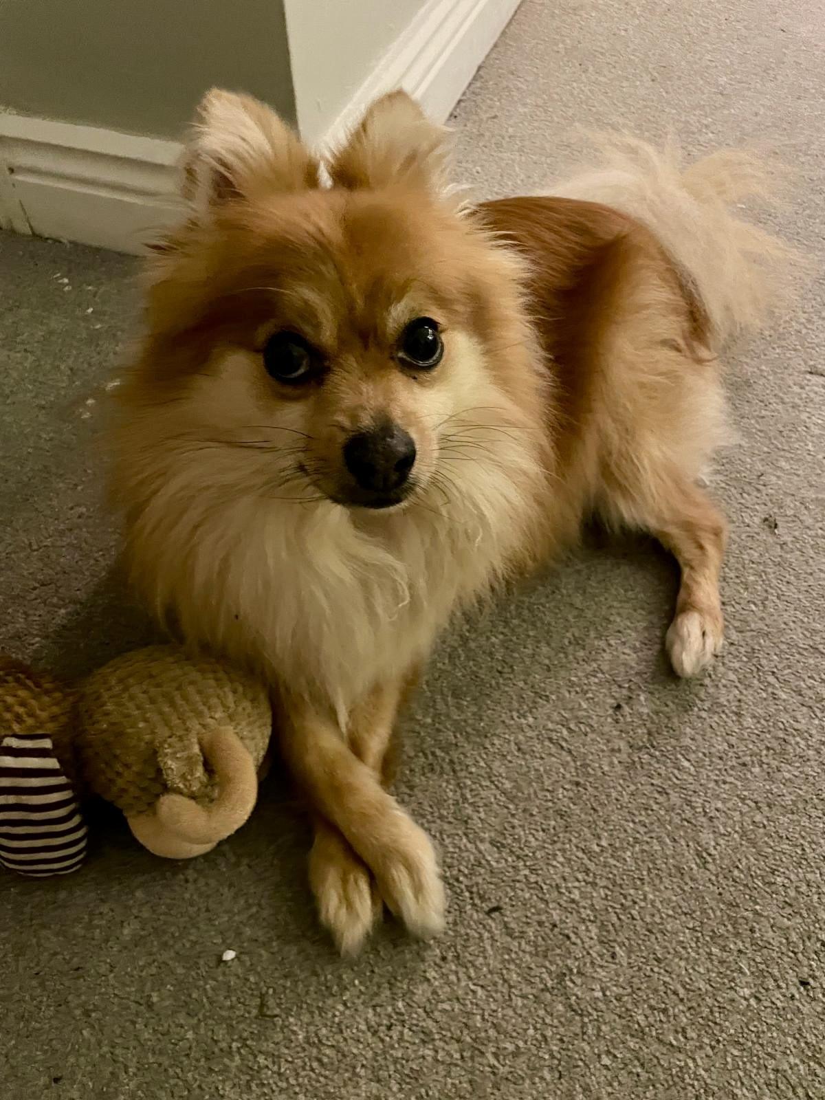 Mr Wiggles | Scrolller