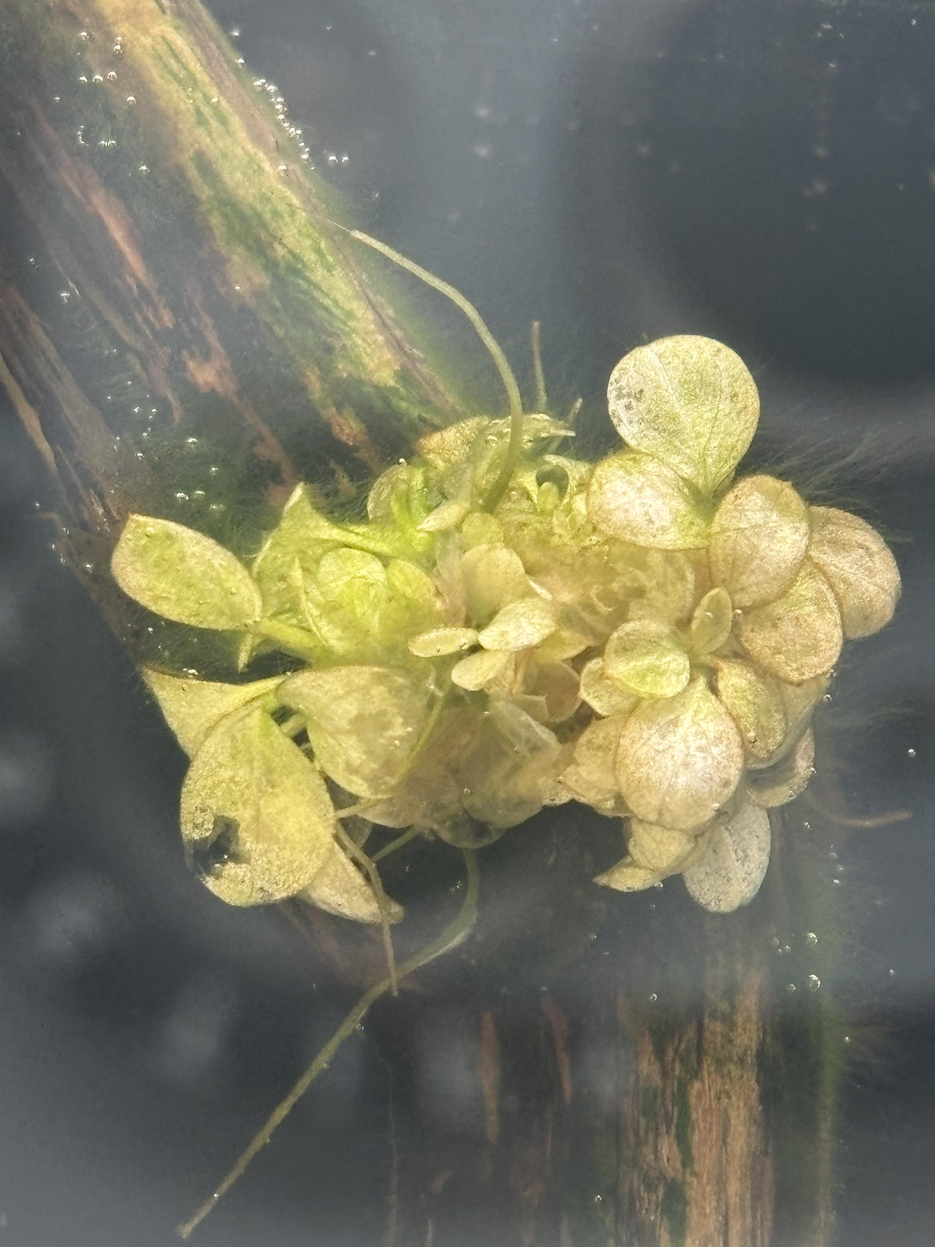 Anubias pinto browning issue | Scrolller