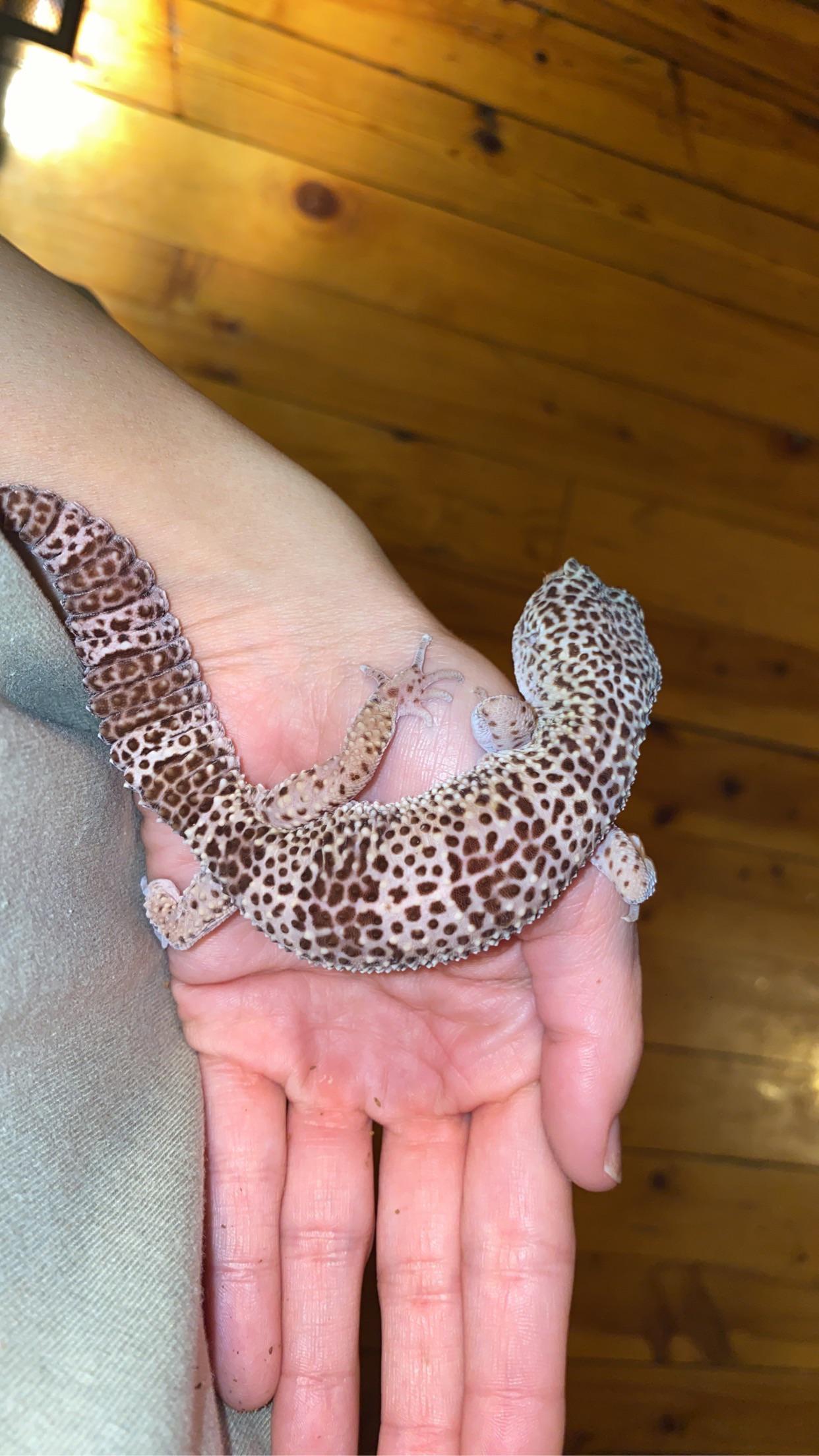 Possible sick leopard gecko | Scrolller